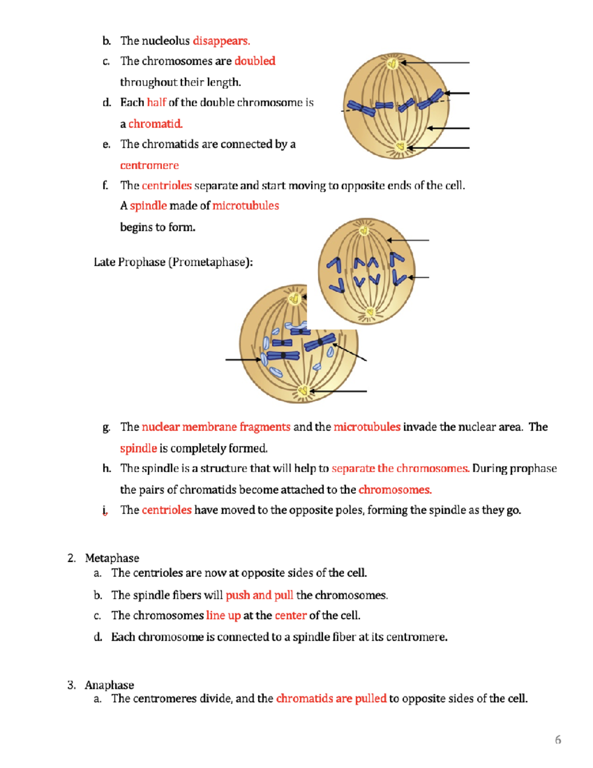 Cell Growth and Division - Studocu
