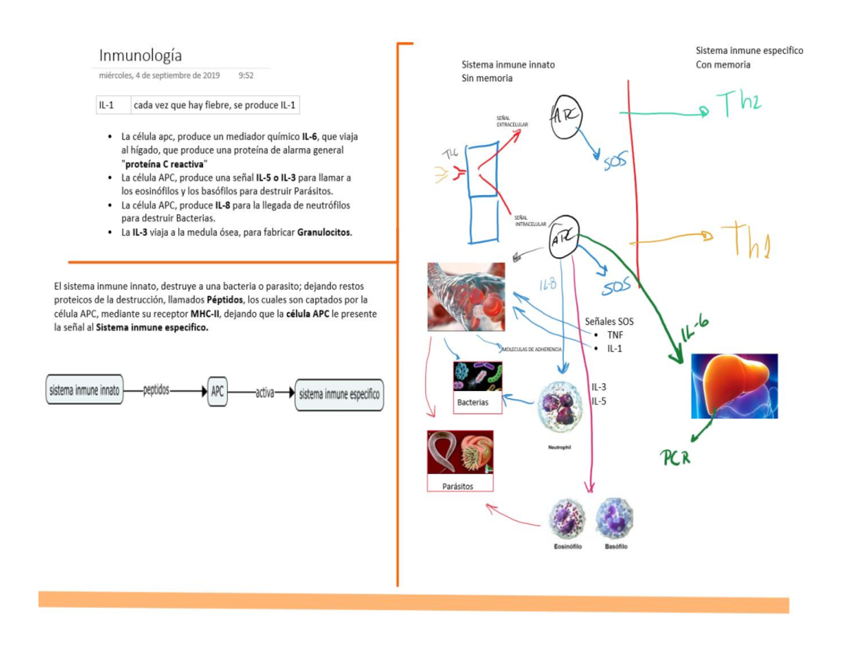 Clase 5 - inmunología, inmunidad innata y especifica - Microbiología ...