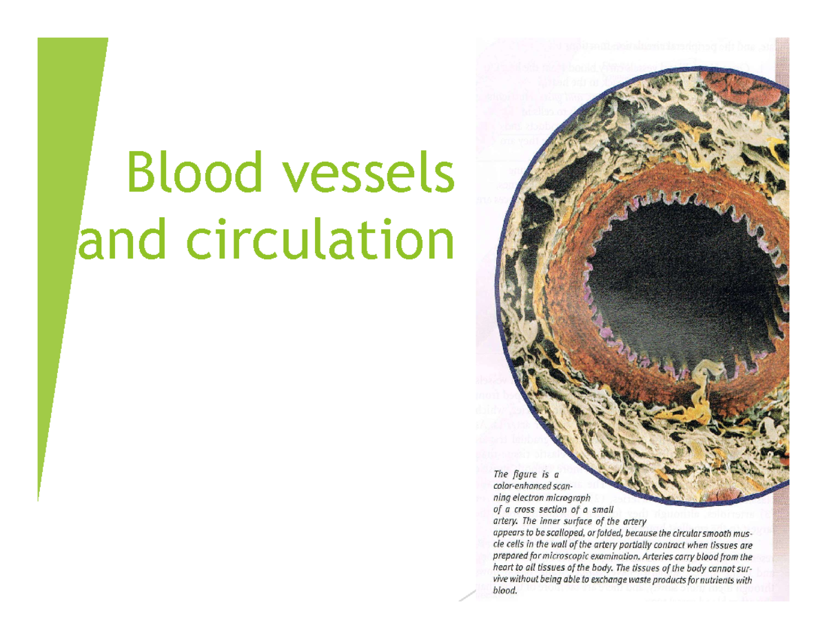 Introduction to Blood Vessels - Blood vessels and circulation Functions ...