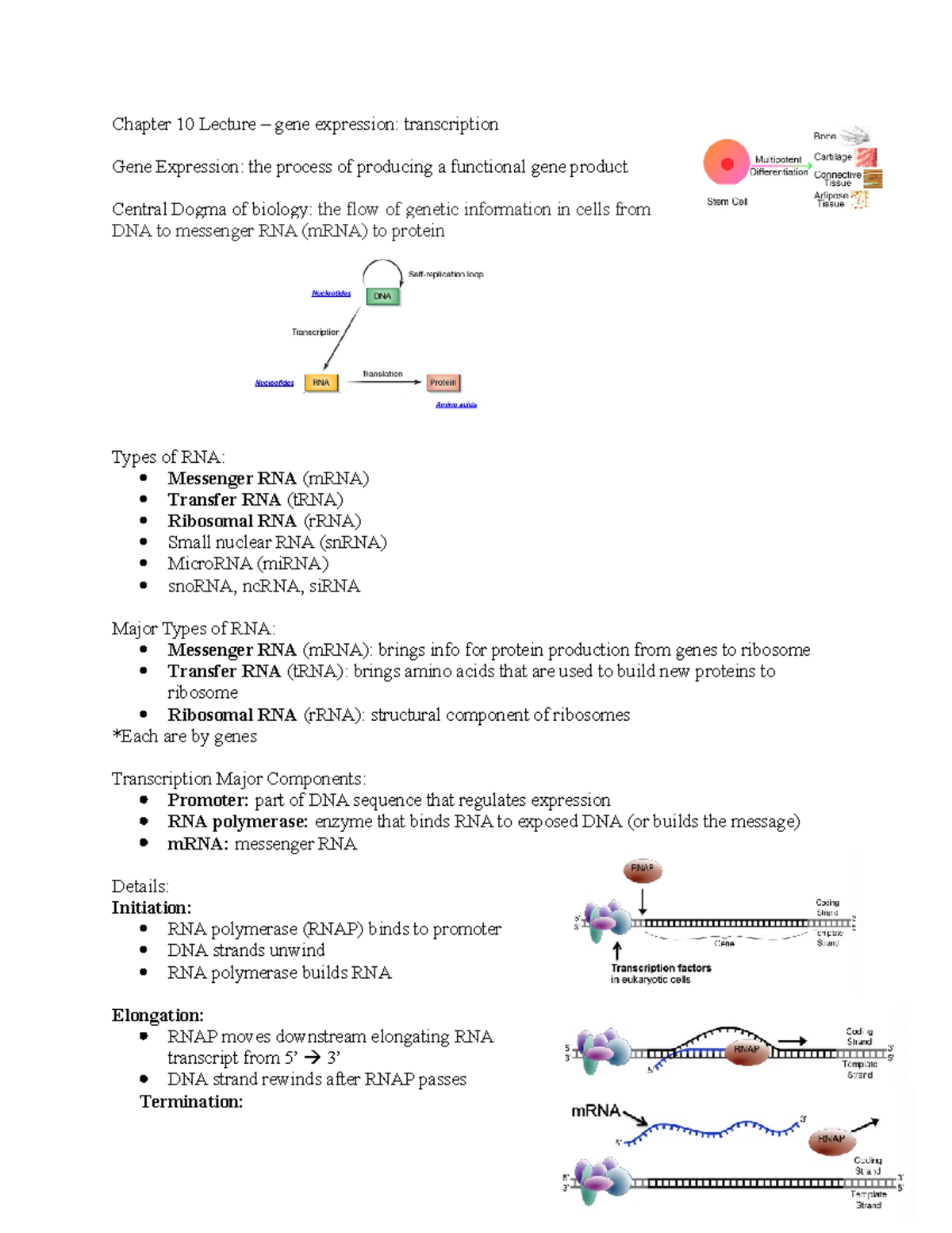 Chapter 10 Lecture - Chapter 10 Lecture – gene expression ...
