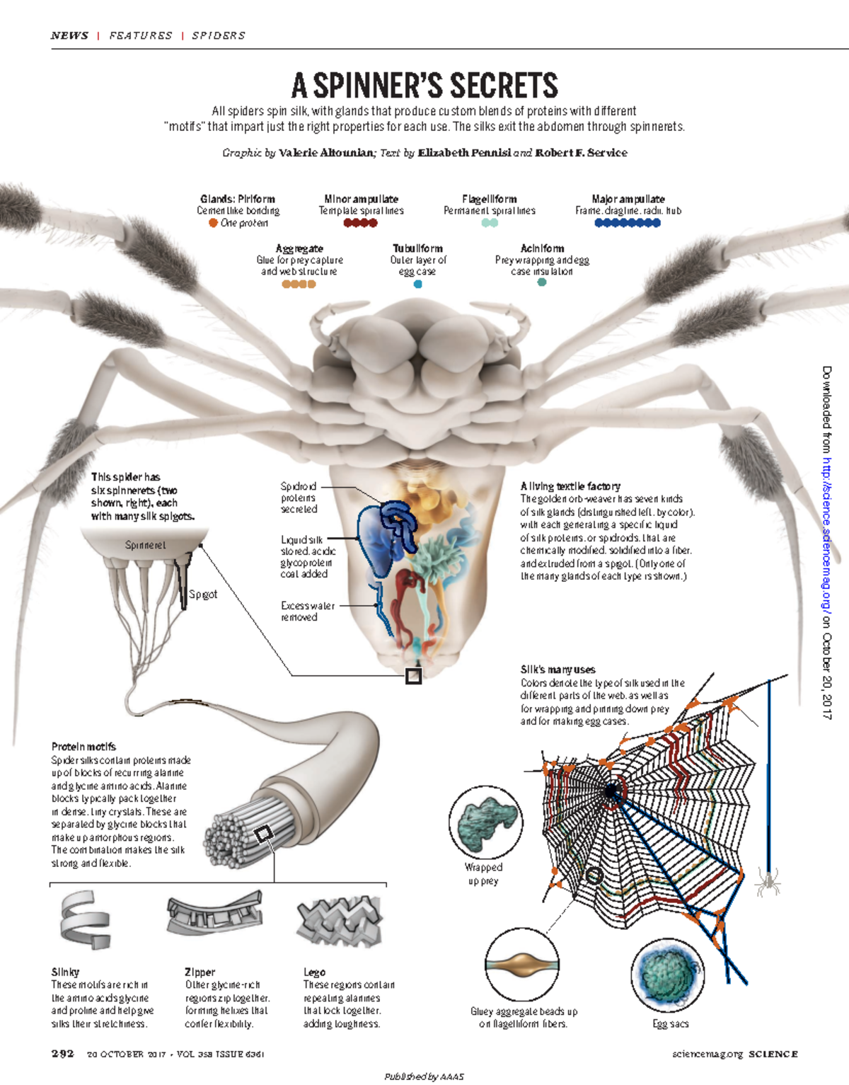 Problem Set 3-2023 reading - Wrapped up prey Egg sacs Gluey aggregate ...