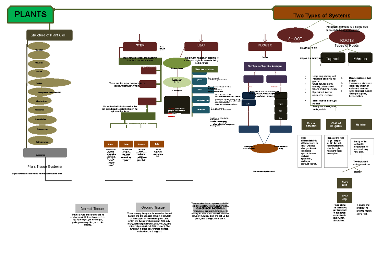 Structure of Plants - Natural Science - BS Psychology - Studocu