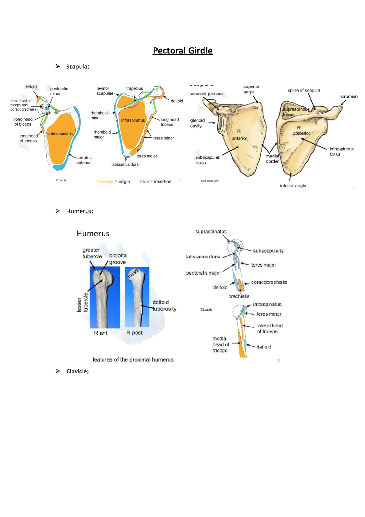 Pectoral Girdle - Pectoral Girdle Scapula; Humerus; Clavicle; Pec Major ...
