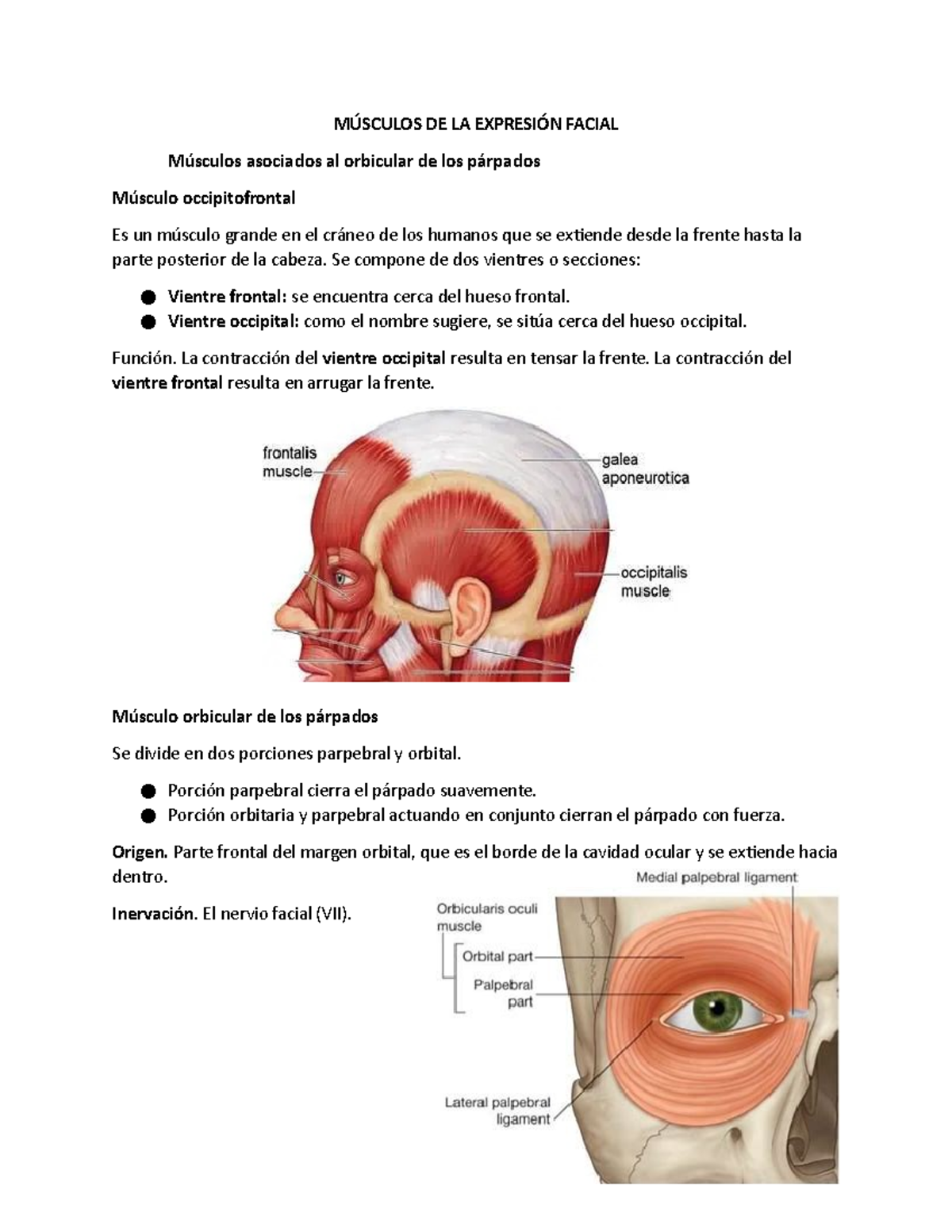 Músculos DE LA Expresión Facial - MÚSCULOS DE LA EXPRESIÓN FACIAL ...