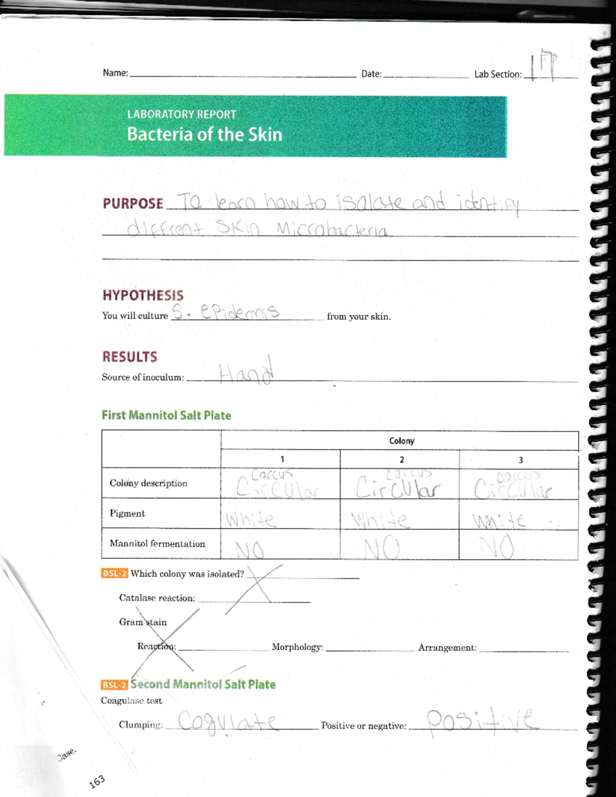 Bacteria of the skin report - MCB 2004L - Studocu