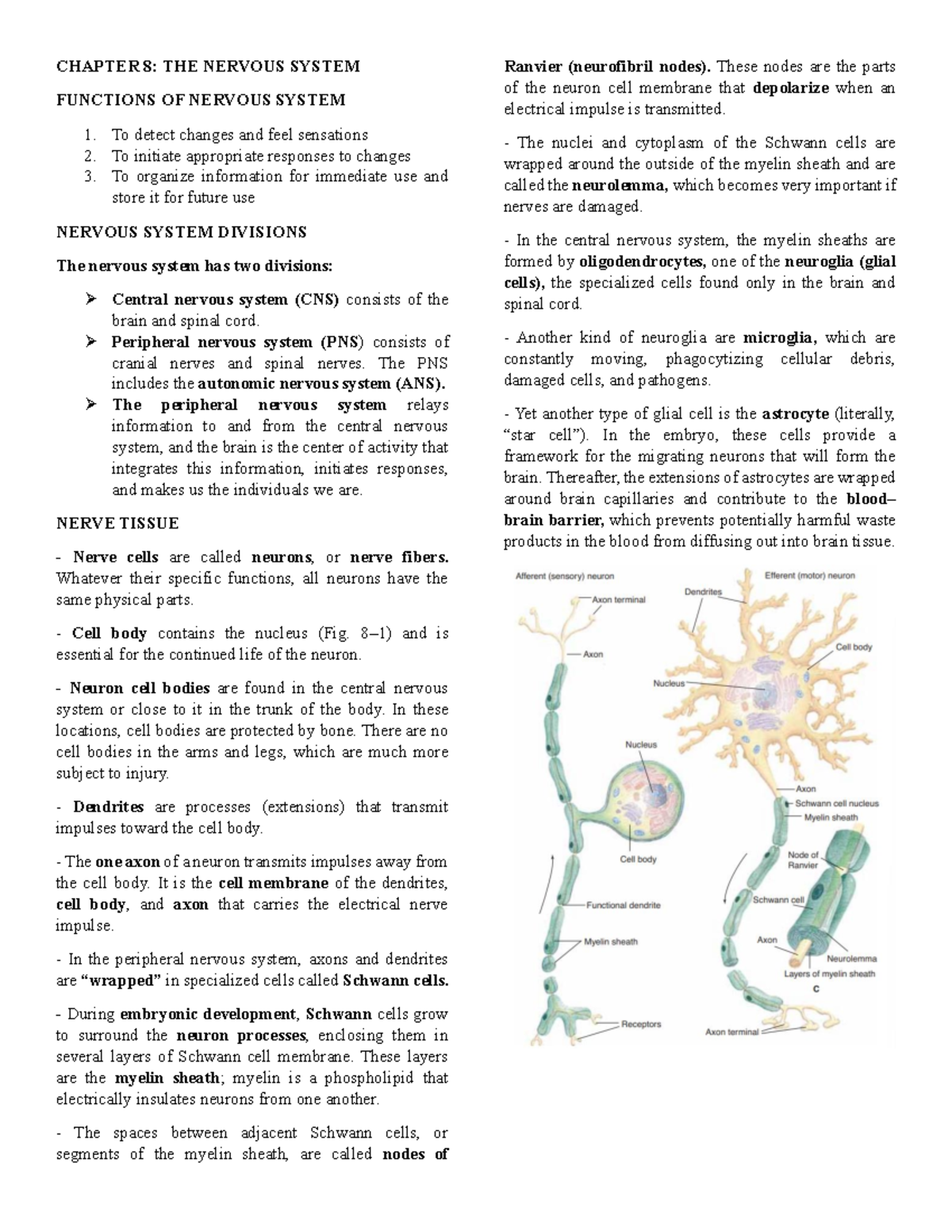 Chapter%208%20 Nervous - CHAPTER 8: THE NERVOUS SYSTEM FUNCTIONS OF ...