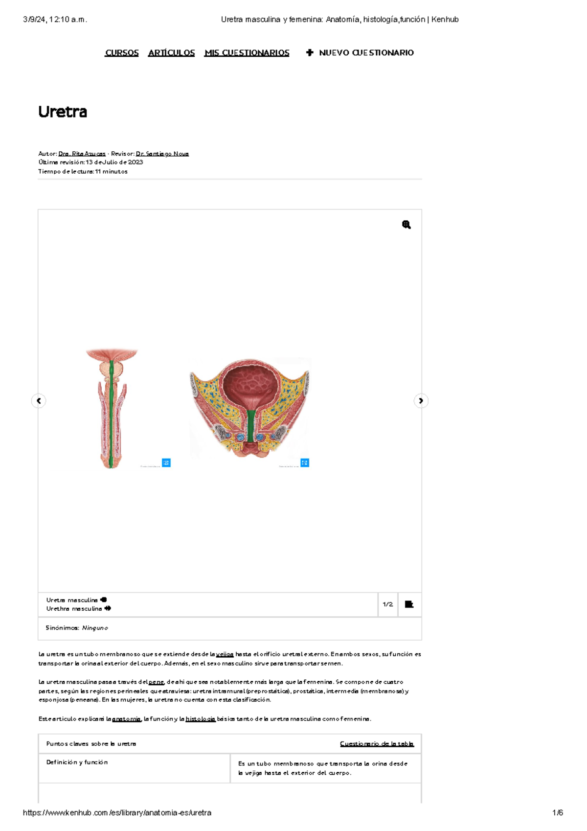 Uretra masculina y femenina Anatomía, histología,función Kenhub ...