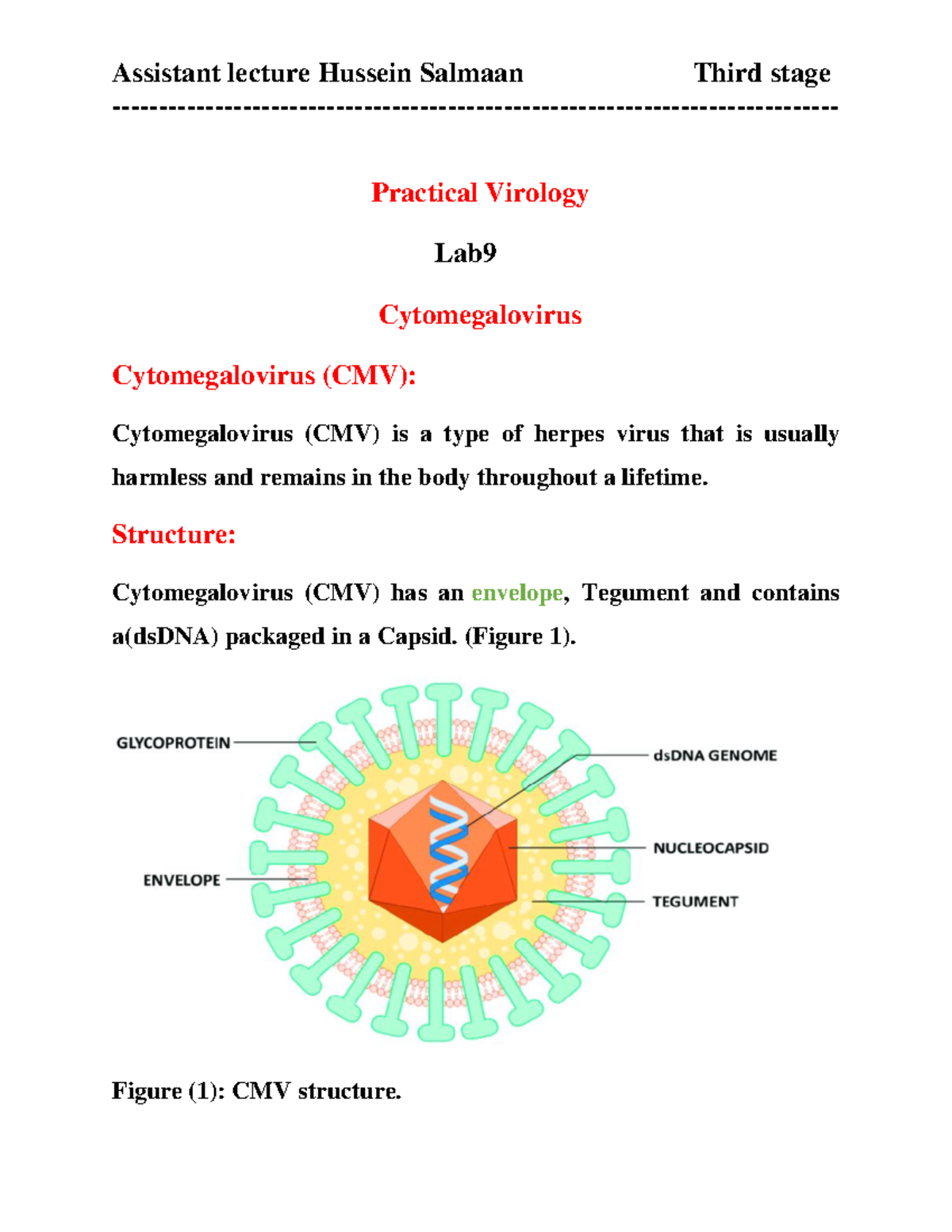 Cytomegalovirus - Practical Virology - Practical Virology Lab Cytomegalovirus Cytomegalovirus ...