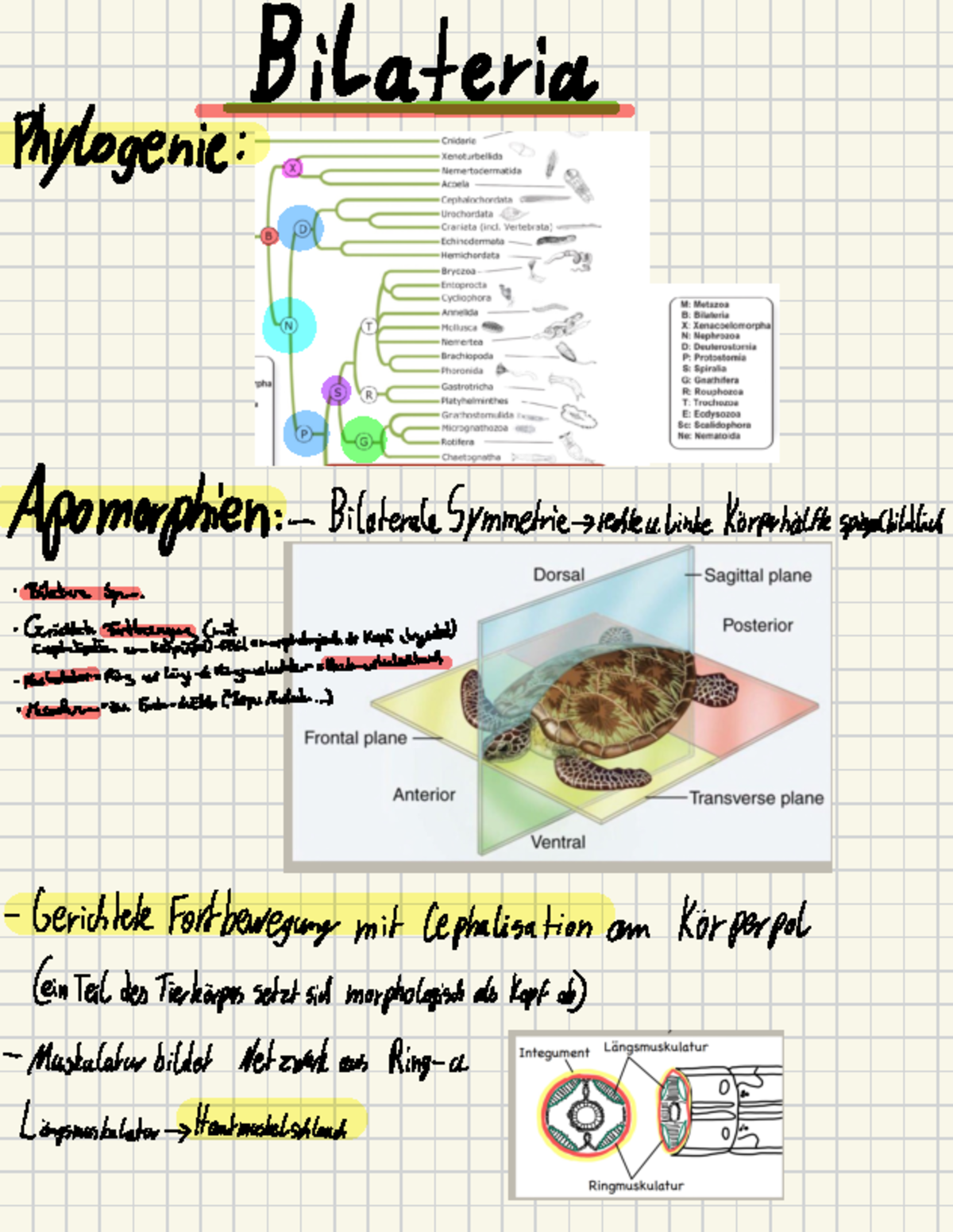 Bilateria - Zusammenfassung der Vorlesung - Bilateria Phylogenie ...