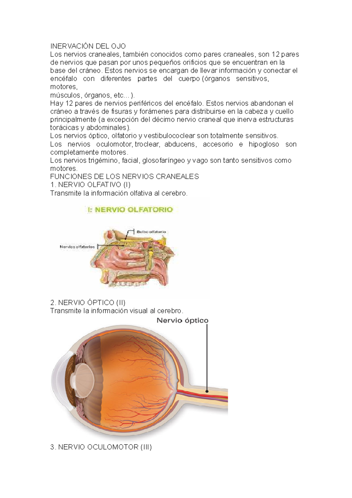 Inervación DEL OJO - poco - INERVACIÓN DEL OJO Los nervios craneales ...