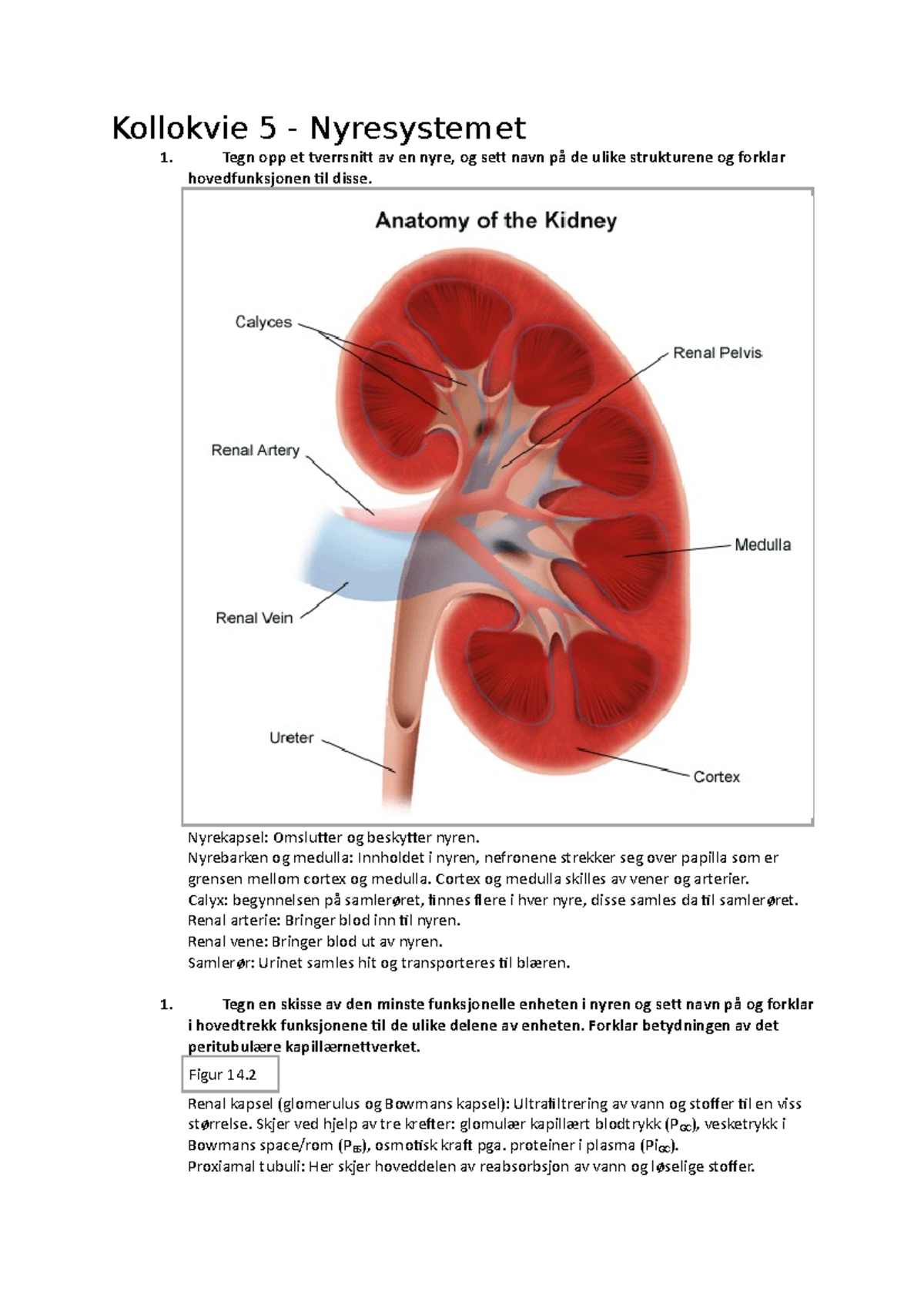 Kollokvie 5 - Nyresystemet - Kollokvie 5 - Nyresystemet 1. Tegn opp et ...