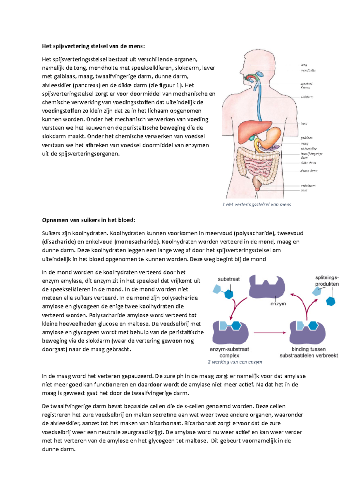 Het spijsvertering stelsel van de mens - Het spijsverteringstelsel ...