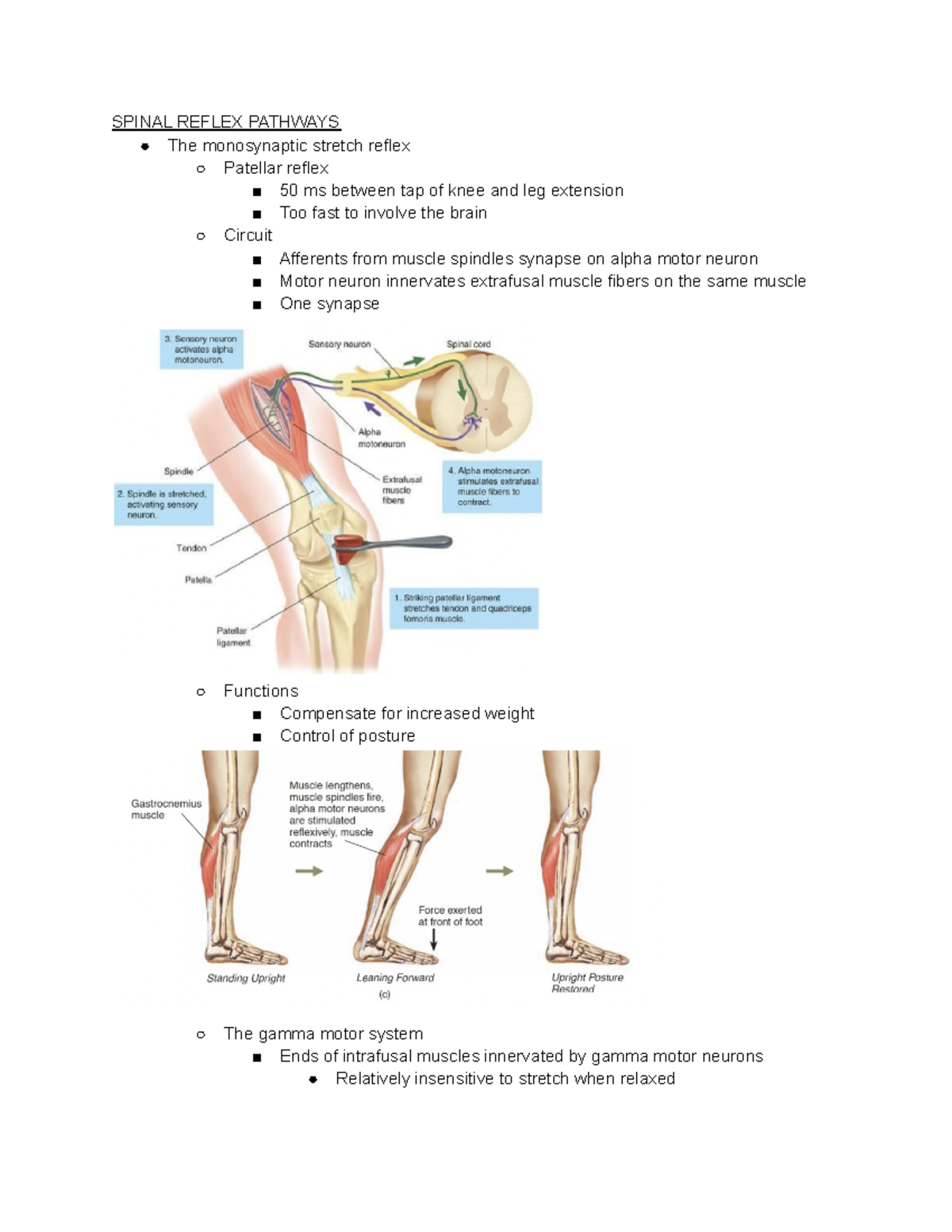BBB Chapter 10 Notes Part 4 - SPINAL REFLEX PATHWAYS The monosynaptic ...