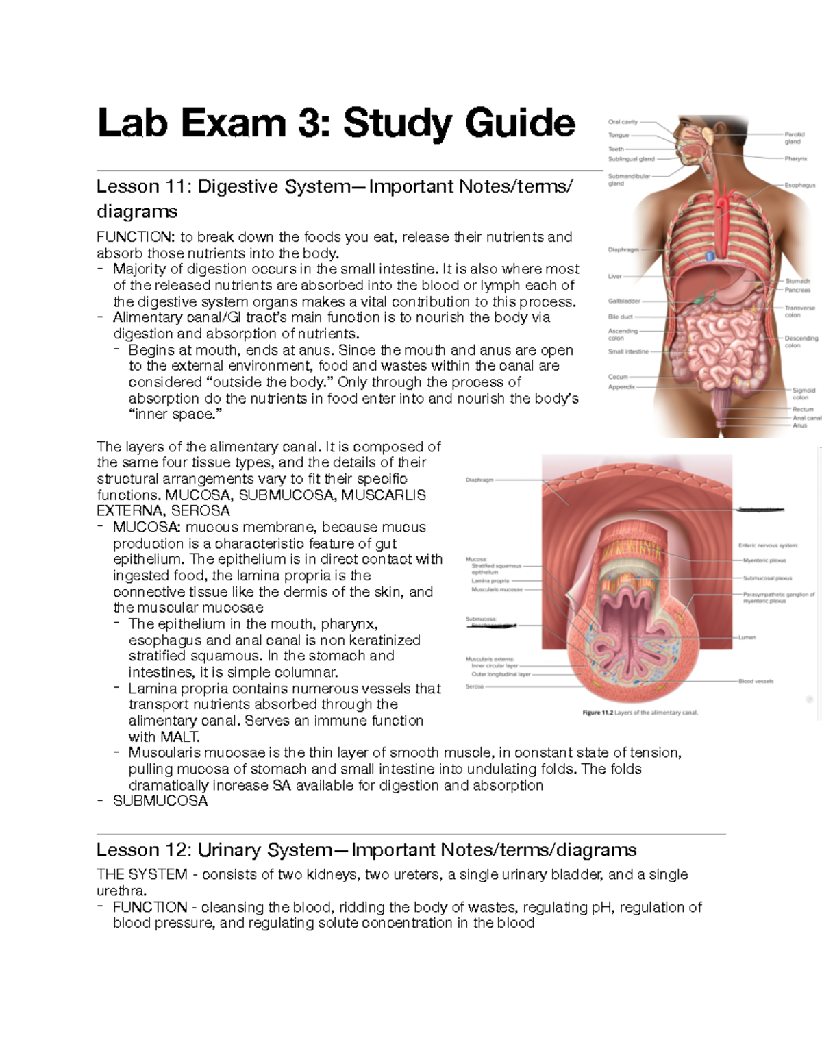Lab exam 3 study guide - McNabney - Lab Exam 3: Study Guide Lesson 11 ...