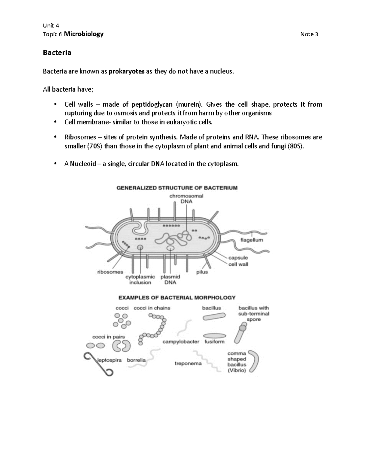 Note 3 Bacteria - Alevel biology notes - Topic 6 Microbiology Note 3 ...