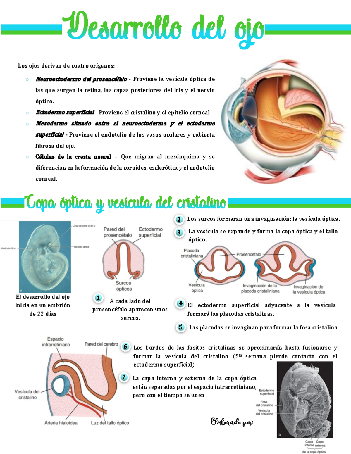 Apuntes de embriología II - Elaborado por: Maria José B o ...