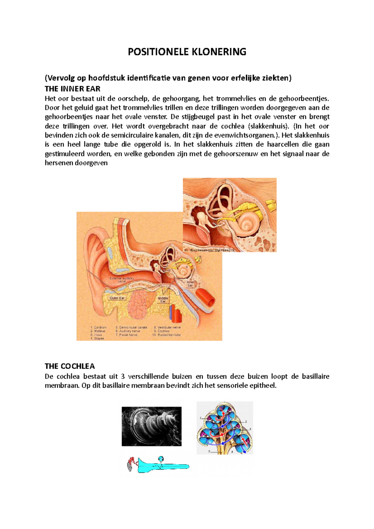 4. Positionele Klonering - POSITIONELE KLONERING (Vervolg op hoofdstuk ...