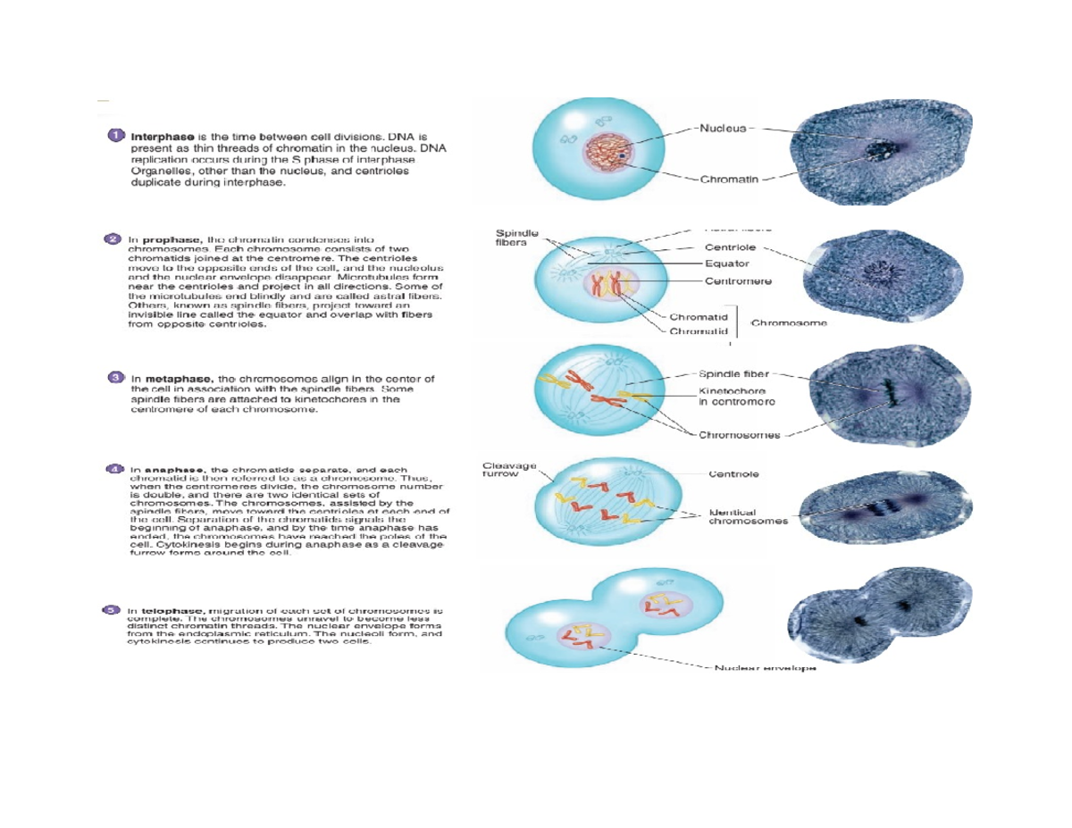 Celldivision - cell division microscope - Anatomy and Physiology - Studocu