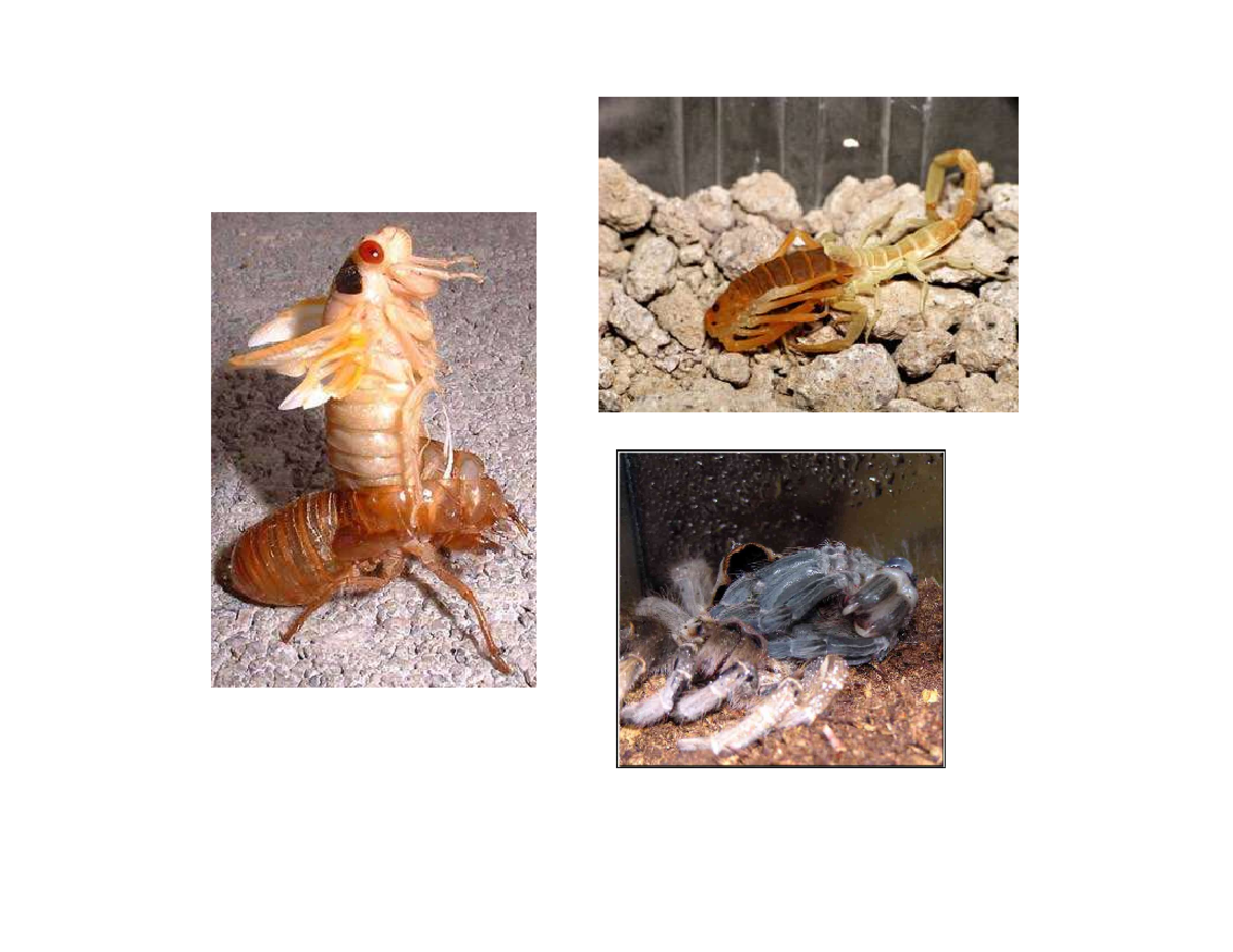 Nematoida - Apuntes - Ecdisozoos: Nematodos Nematomorfos Kinorrincos ...