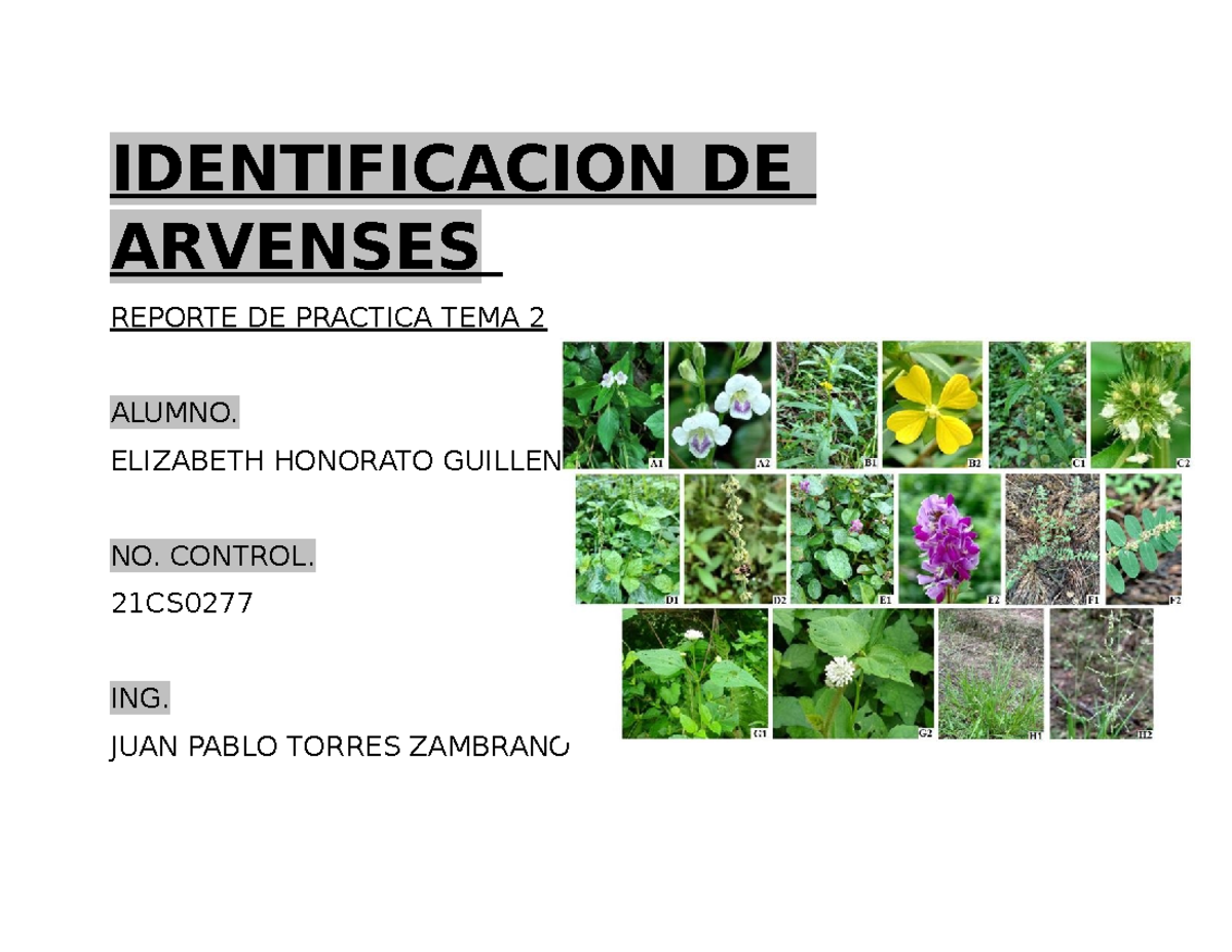 Reporte DE Practica 2 - IDENTIFICACION DE ARVENSES REPORTE DE PRACTICA ...