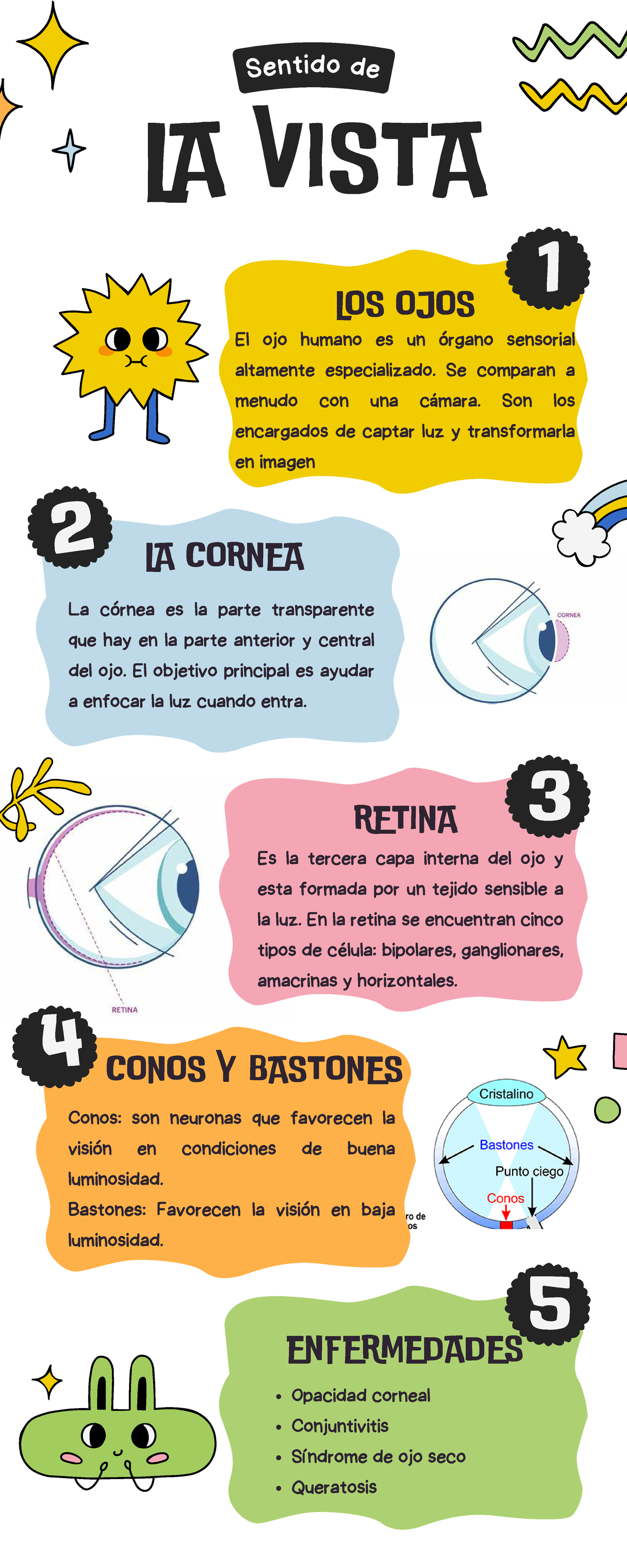 Sentido de la vista - LA VISTA 4 1 3 5 2 El ojo humano es un órgano ...