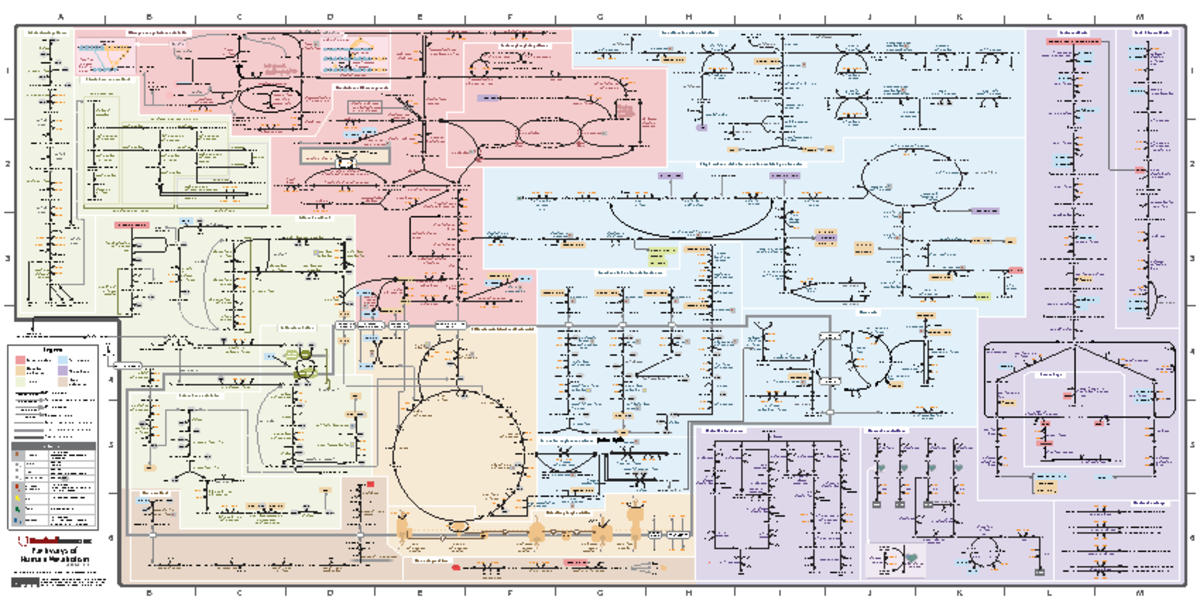 Metabolism Map - Products of enzymes - Base salvage Nucleoside salvage ...