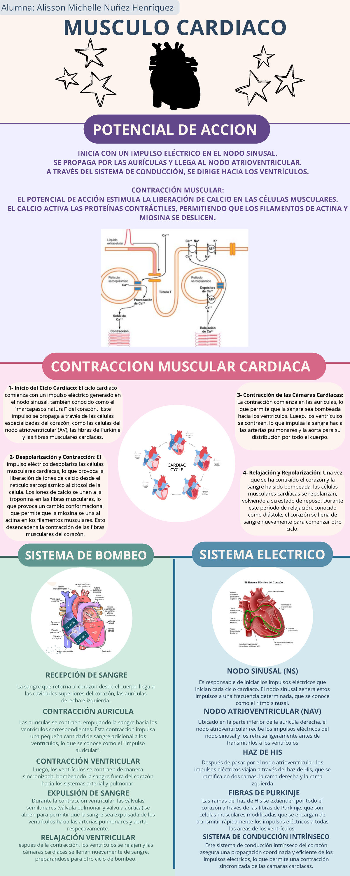Musculo cardiaco - 1- Inicio del Ciclo Cardiaco: El ciclo cardíaco ...