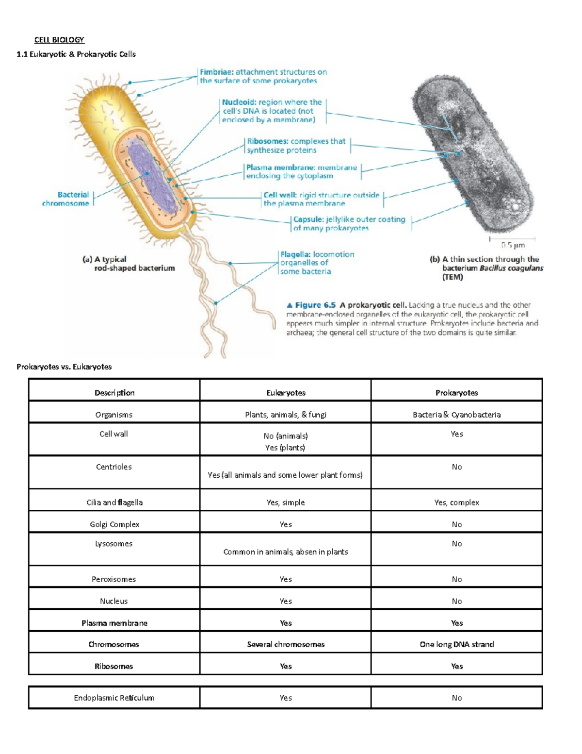 4Biology Notes - CELL BIOLOGY 1 Eukaryotic & Prokaryotic Cells ...