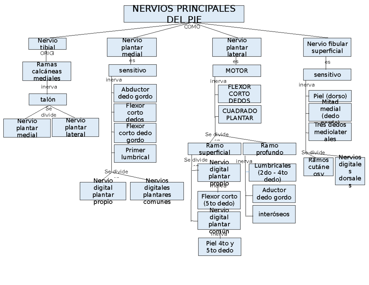 Nervios DEL PIE - Inervación del pie - NERVIOS PRINCIPALES DEL PIE ...