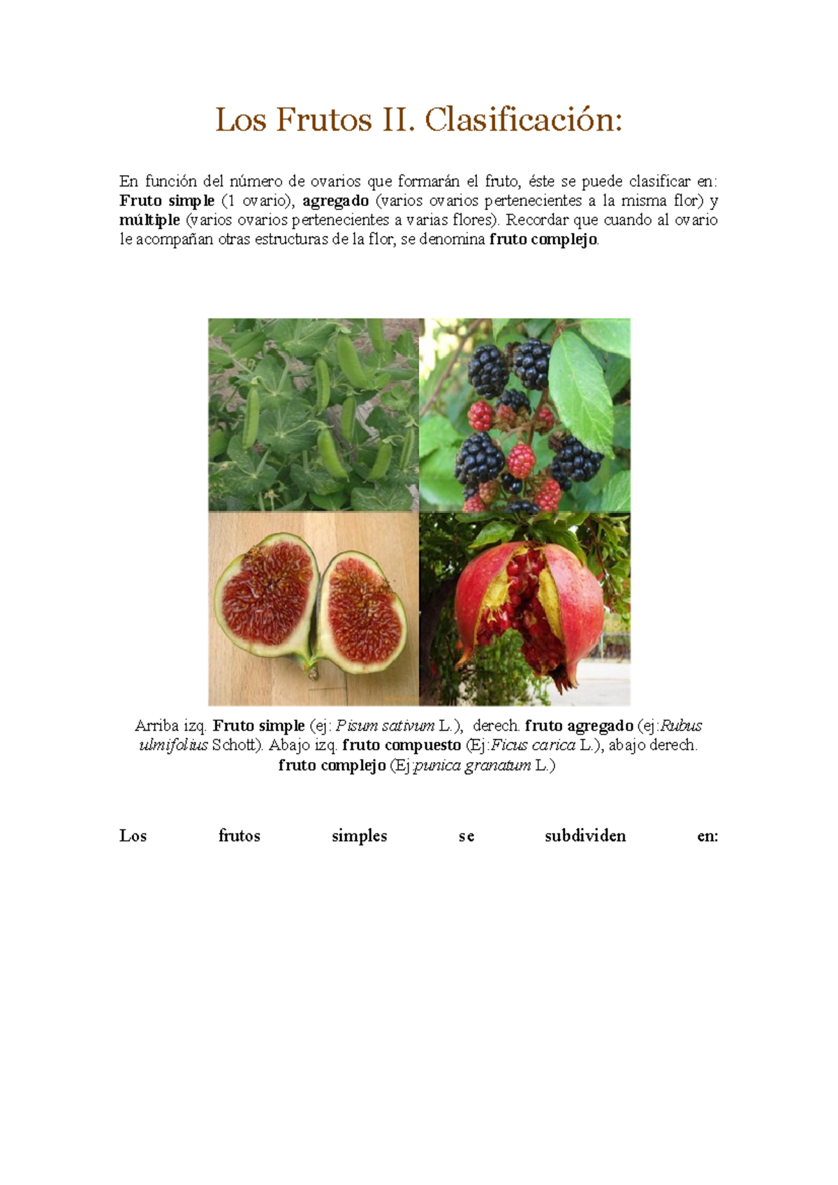 clasificacion de los frutos - Los Frutos II. Clasificación: En función ...