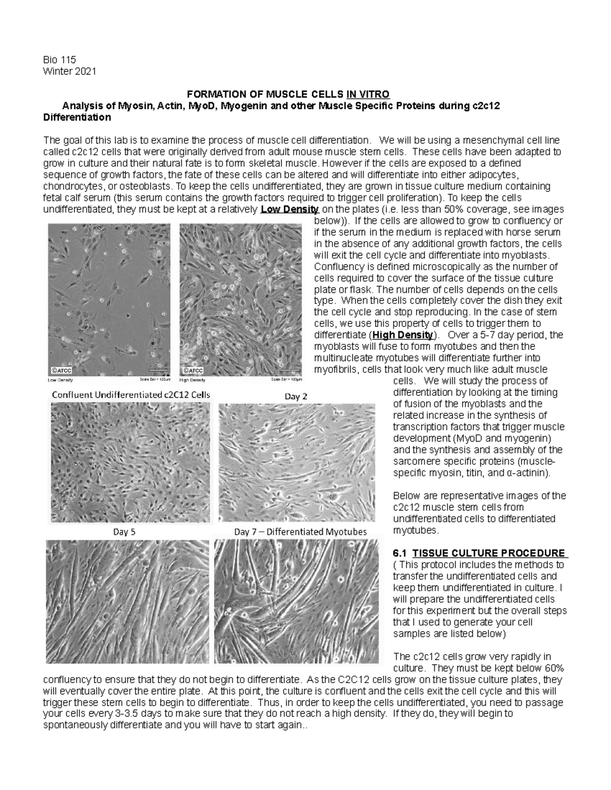 Muscle Stem Cell Experiment Bio 115 Winter 2021 FORMATION OF MUSCLE