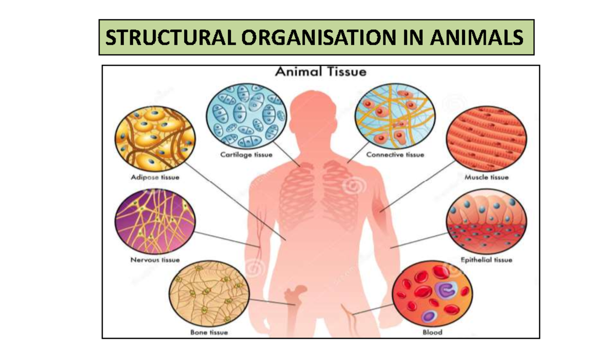 Nurture Animal Tissue - DR Yogesh Swami -1 - STRUCTURAL ORGANISATION IN ...