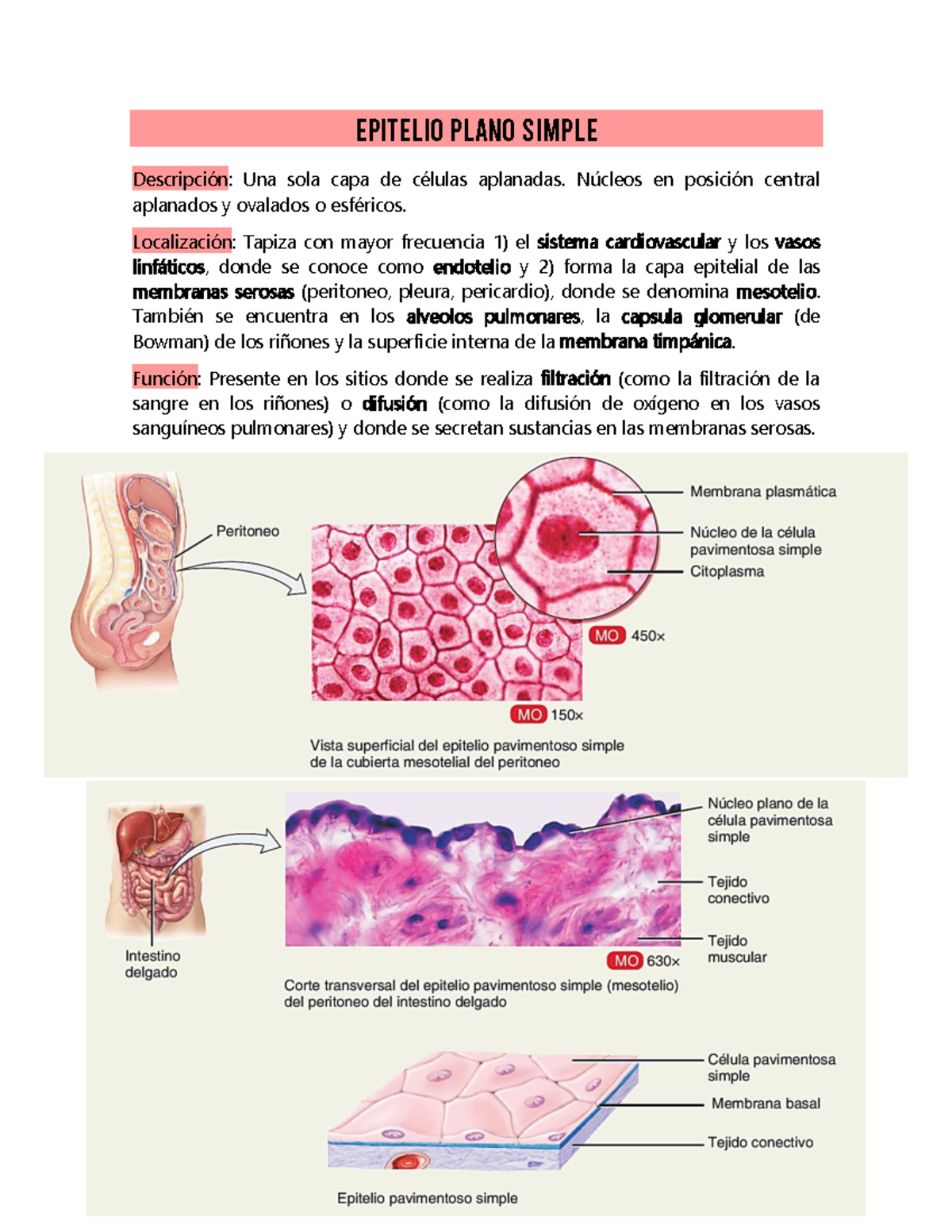 Tipos de epitelios - Tortora - Warning: TT: undefined function: 32 ...