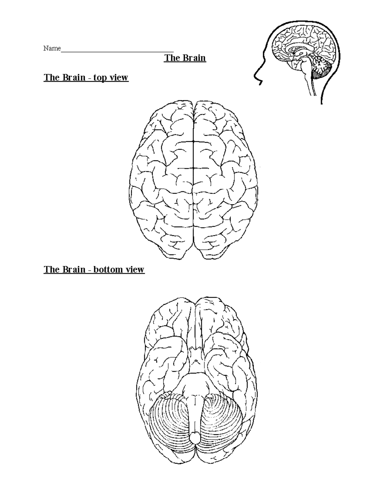 The brain labeling coloring-1 - Name_______________________________ The ...