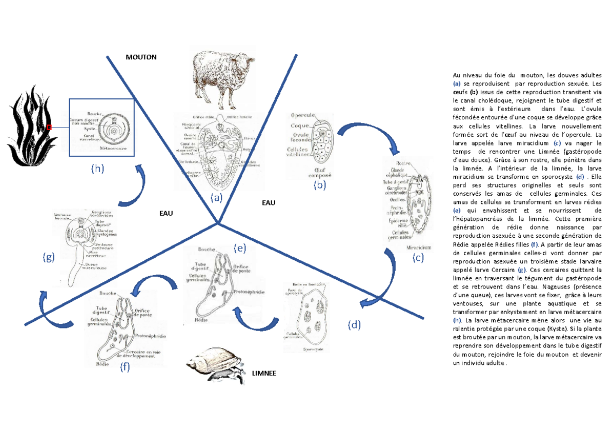 CC cycle de la douve corrigé - MOUTON LIMNEE EAU EAU Au niveau du foie ...