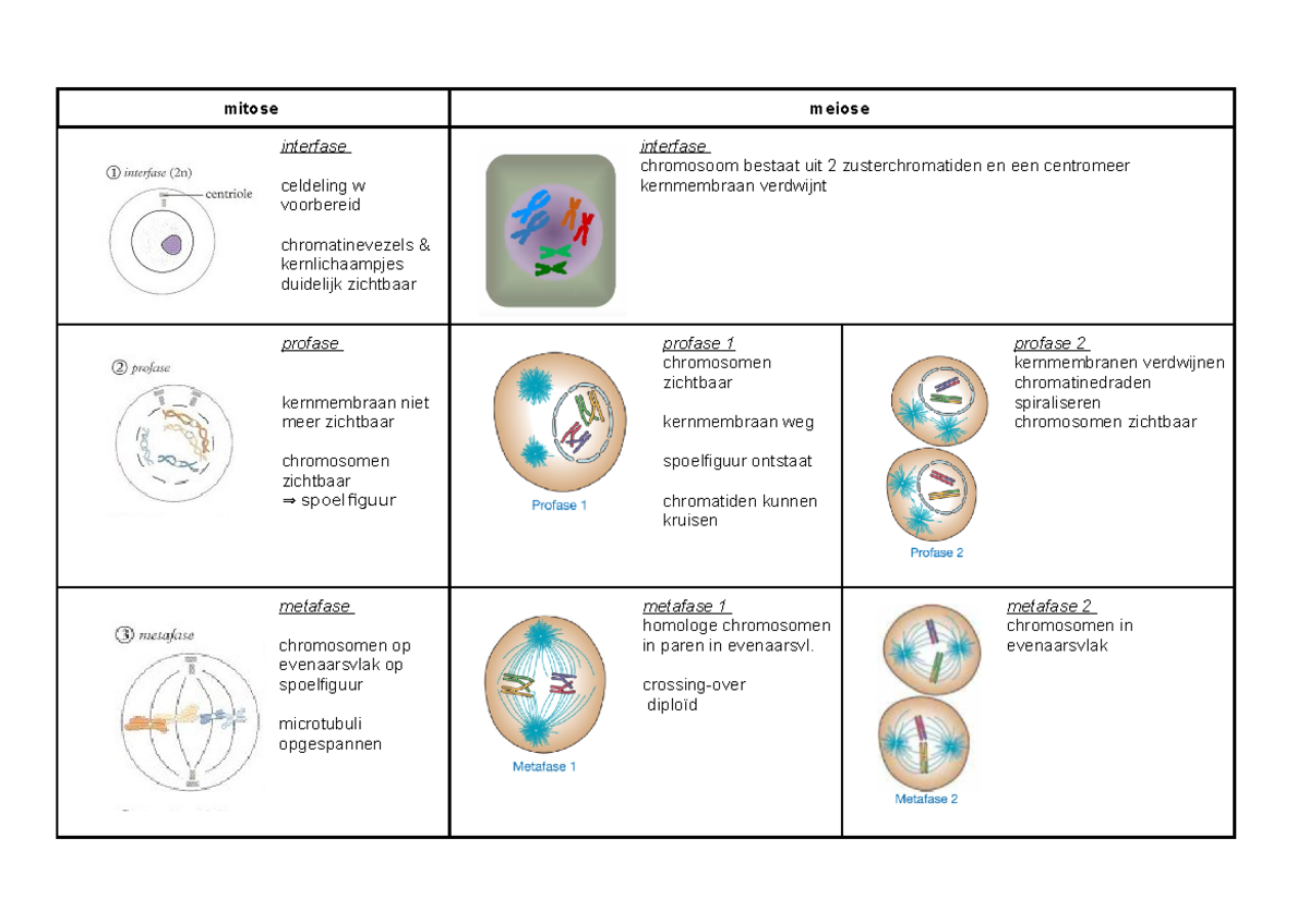 Mitose En Meiose Vergelijkings-en Contrastdiagram