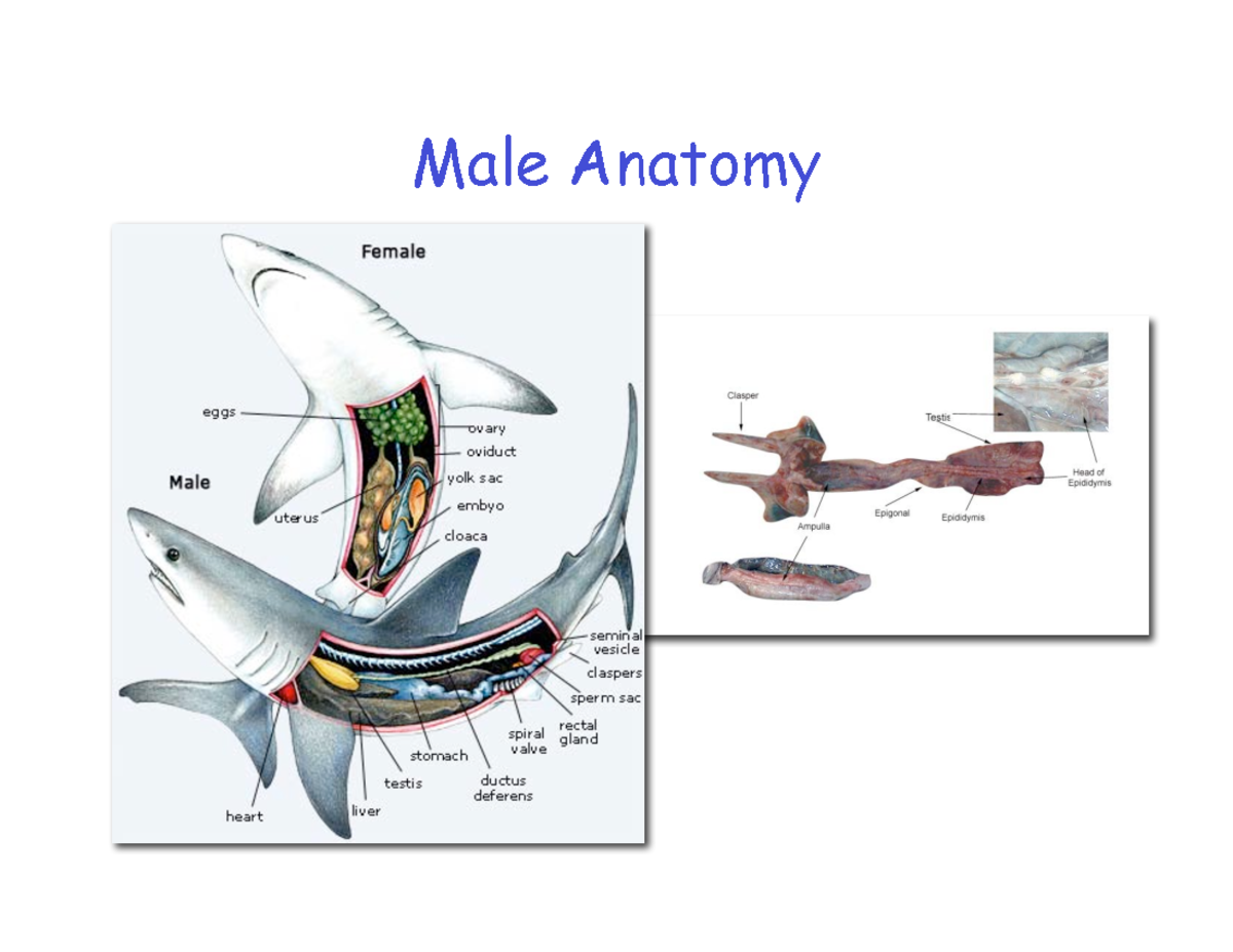 Testis- Anatomy - Male Anatomy Male AnatomyMale Anatomy • Primary ...