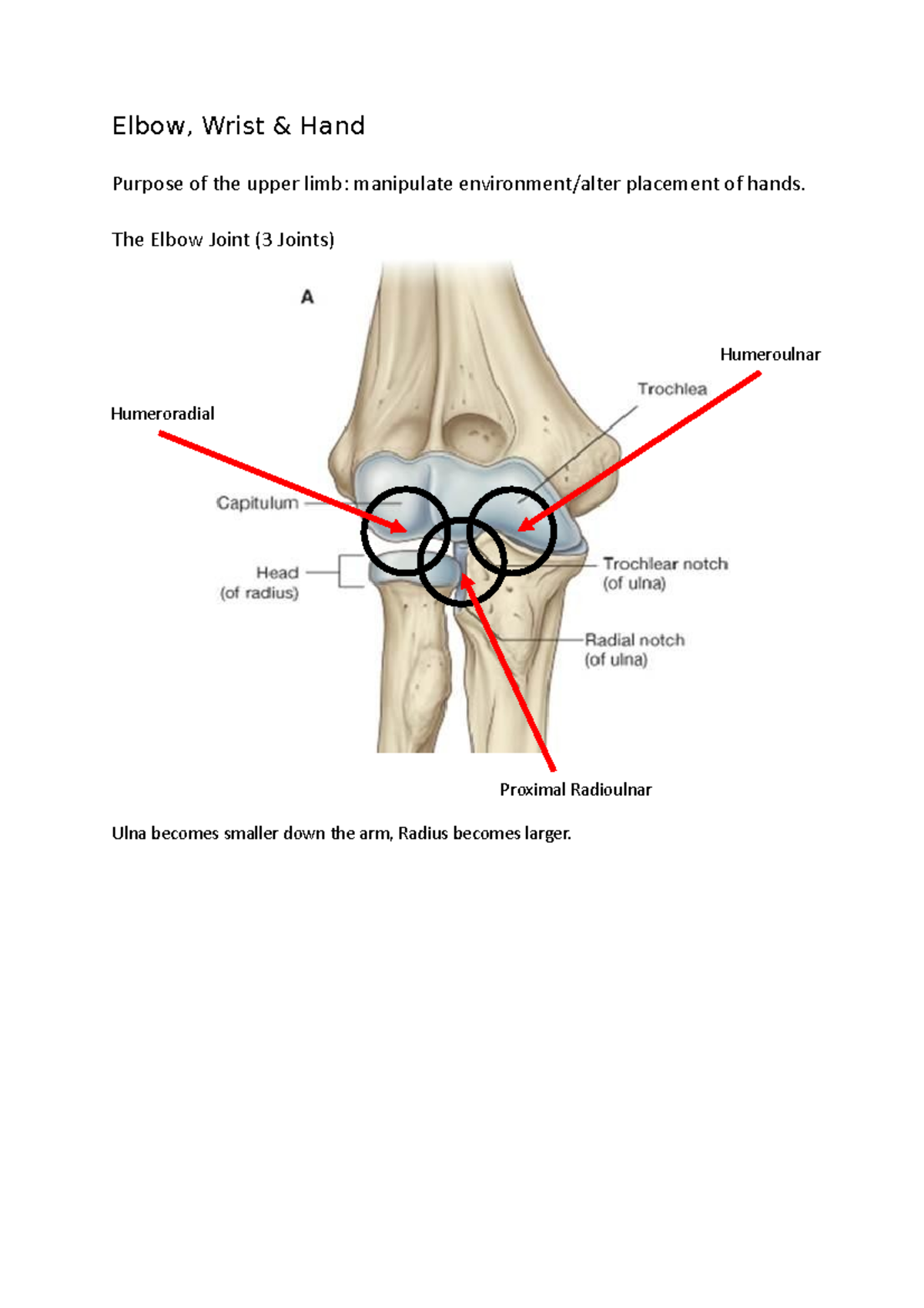 Elbow, Wrist & Hand - Elbow, Wrist & Hand Purpose of the upper limb ...