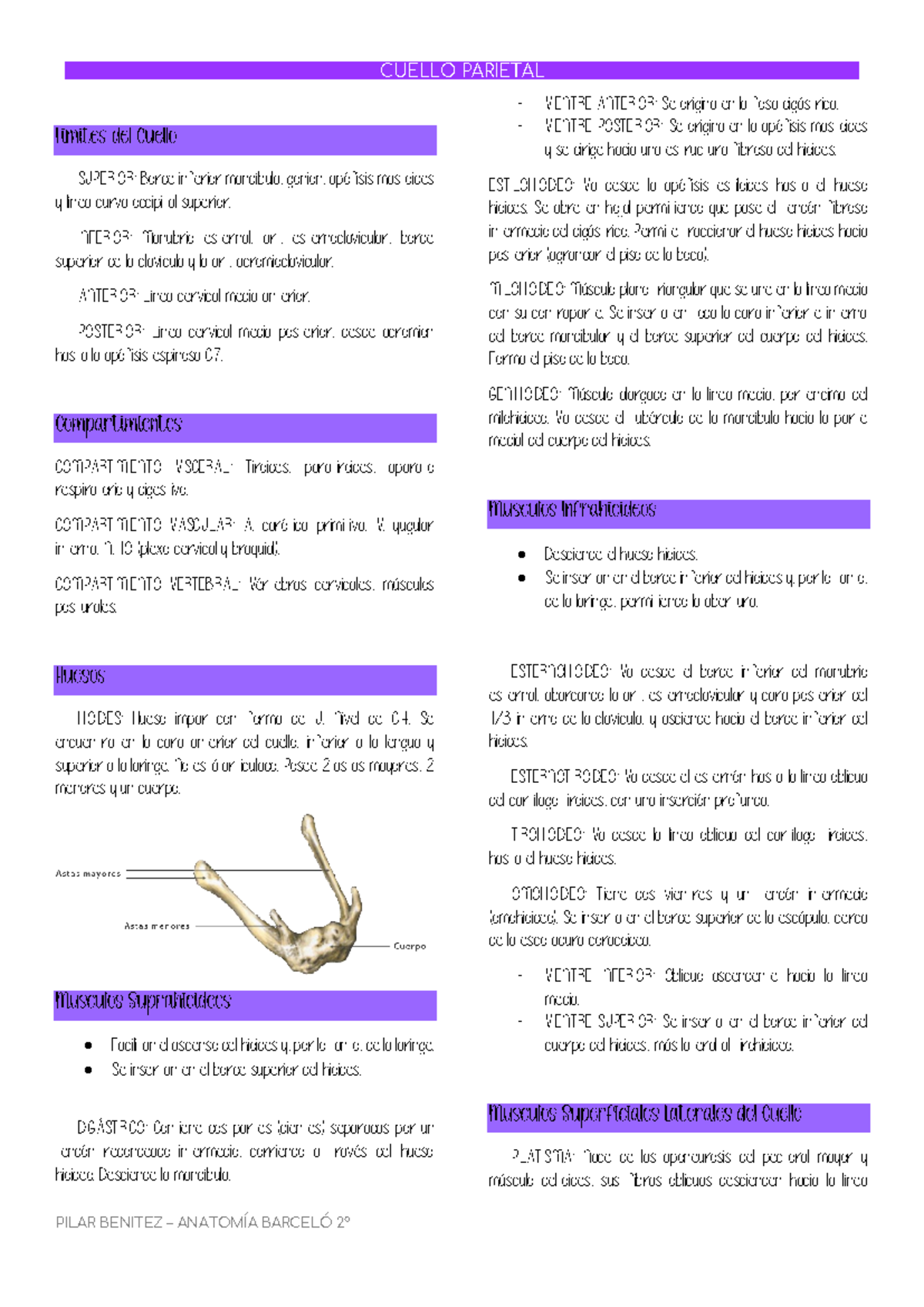 Esplacnología - Cuello Parietal - SUPERIOR: Borde inferior mandíbula ...