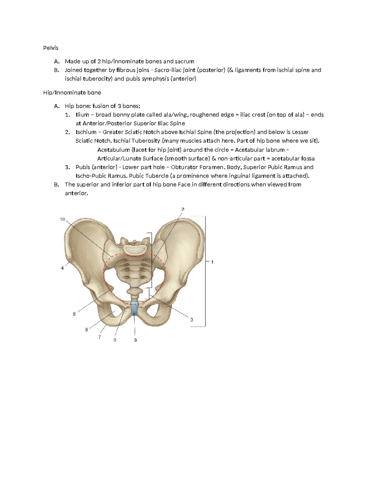 Pelvis, Clavicle, Scapula, Humerus - Pelvis A. Made up of 2 hip ...