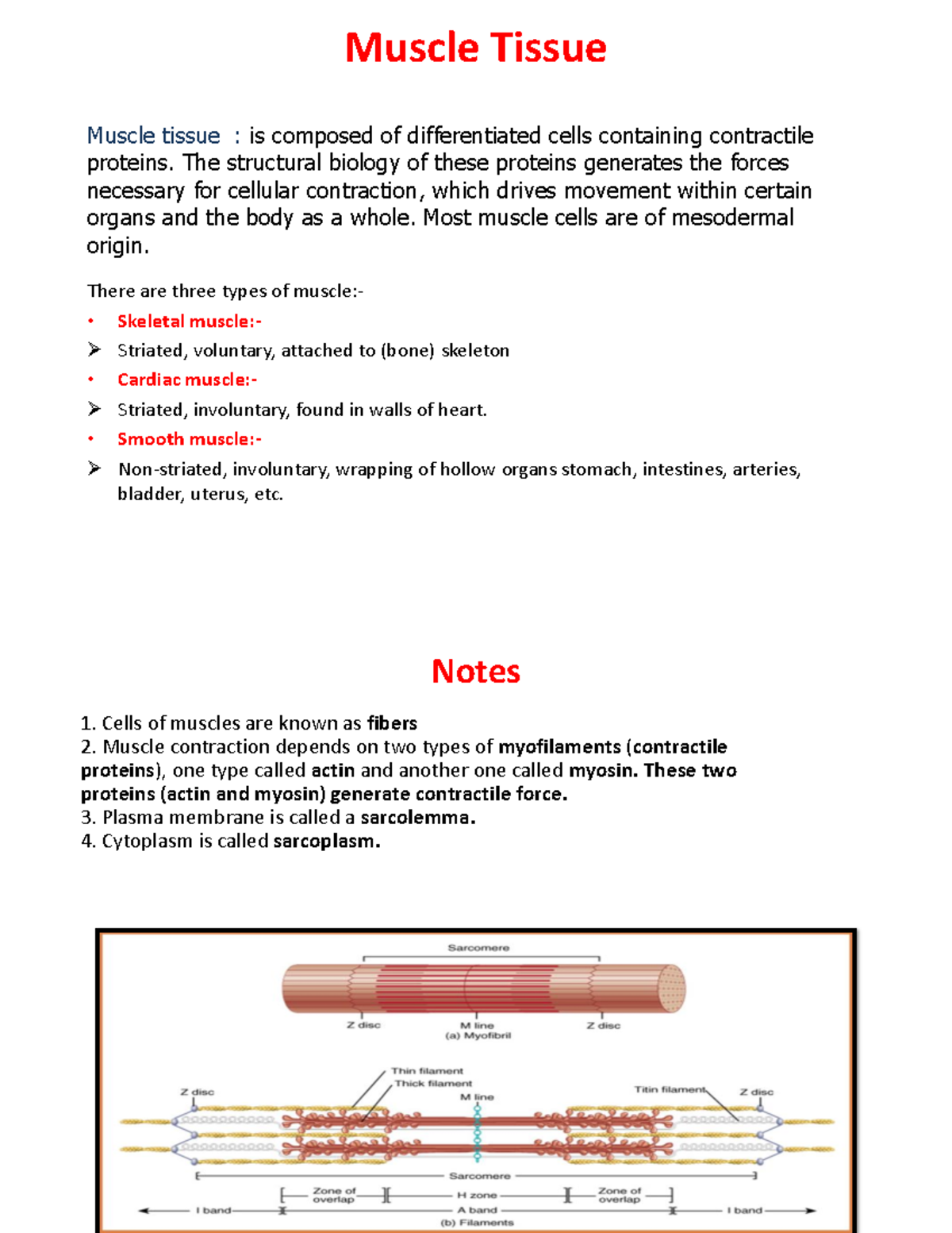 Muscle Tissue - Histology lab - Muscle Tissue There are three types of ...