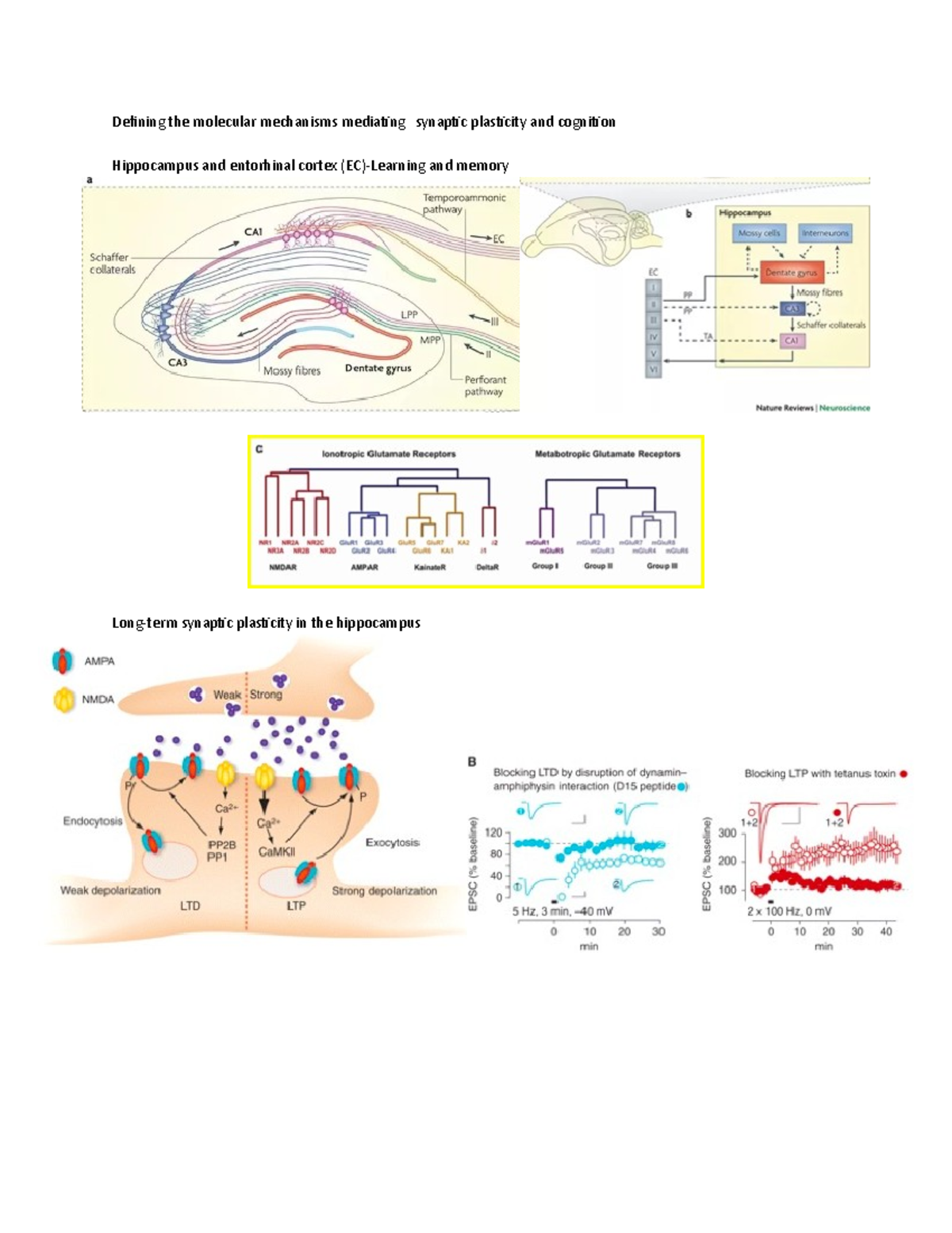 Synaptic Plasticity, Learning and Memory - Defining the molecular ...