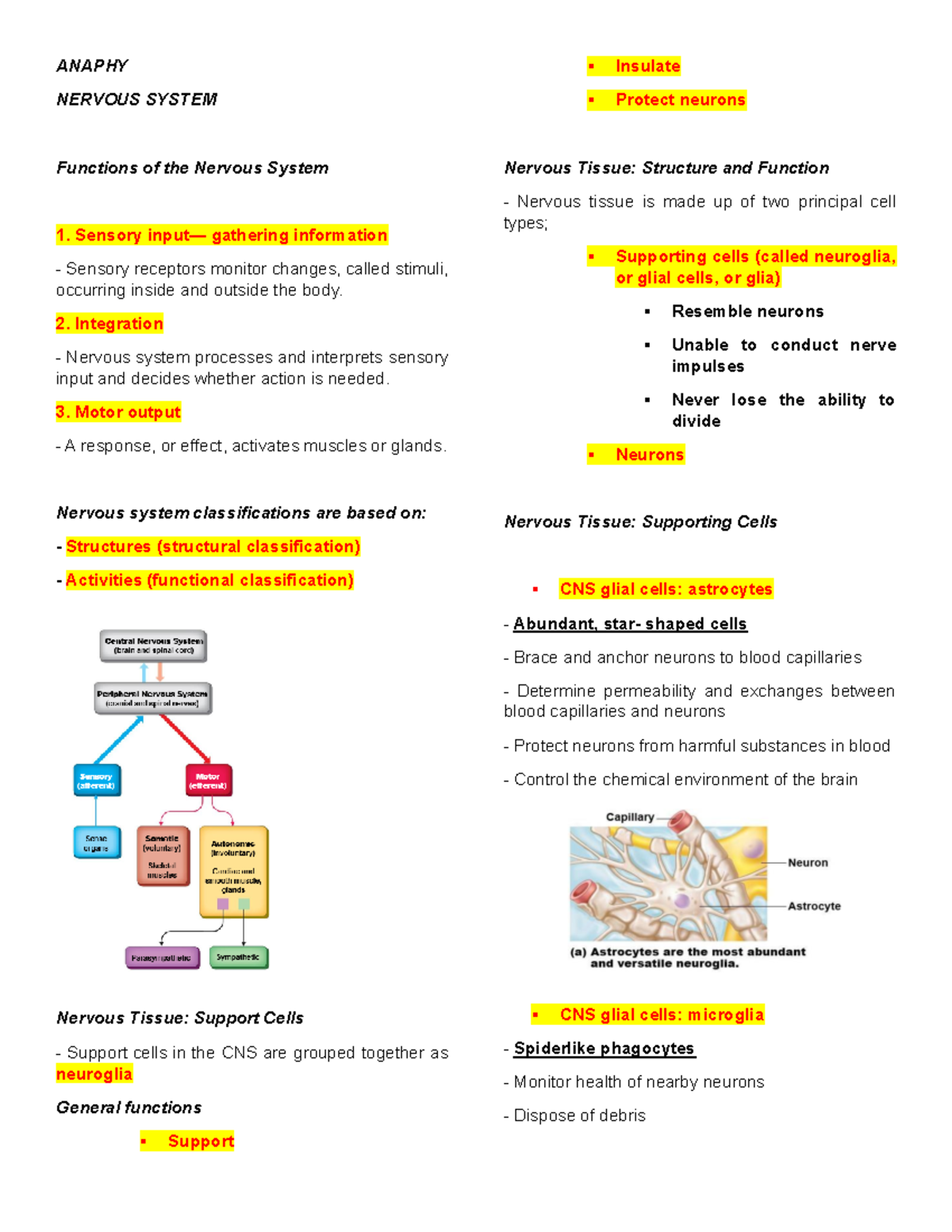 Nervous system Reviewer - ANAPHY NERVOUS SYSTEM Functions of the ...