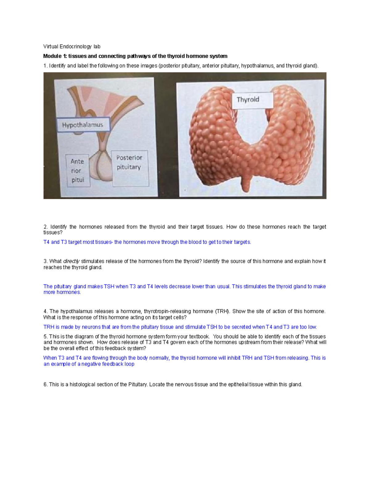 Copy of Virtual Endocrinology lab - Virtual Endocrinology lab Module 1 ...