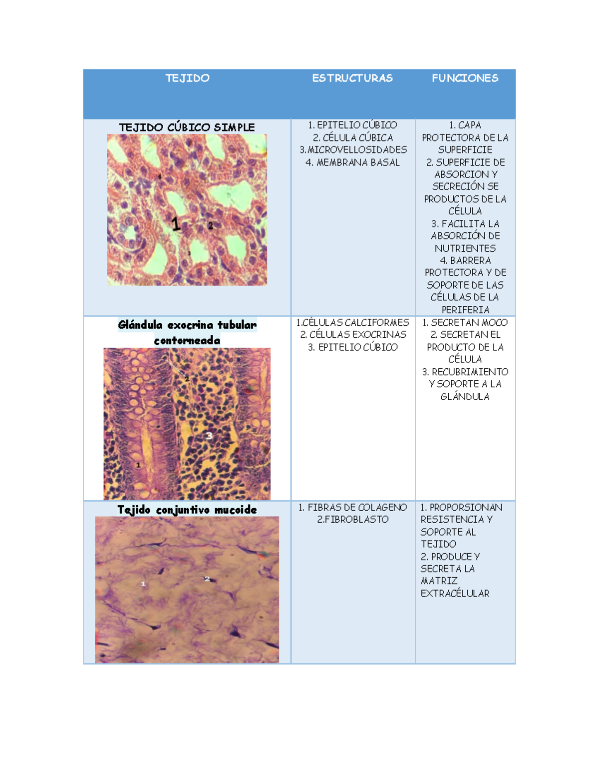 TEJIDOS EPITELIALES, CARTILAGINOSOS Y OSEOS - TEJIDO ESTRUCTURAS ...