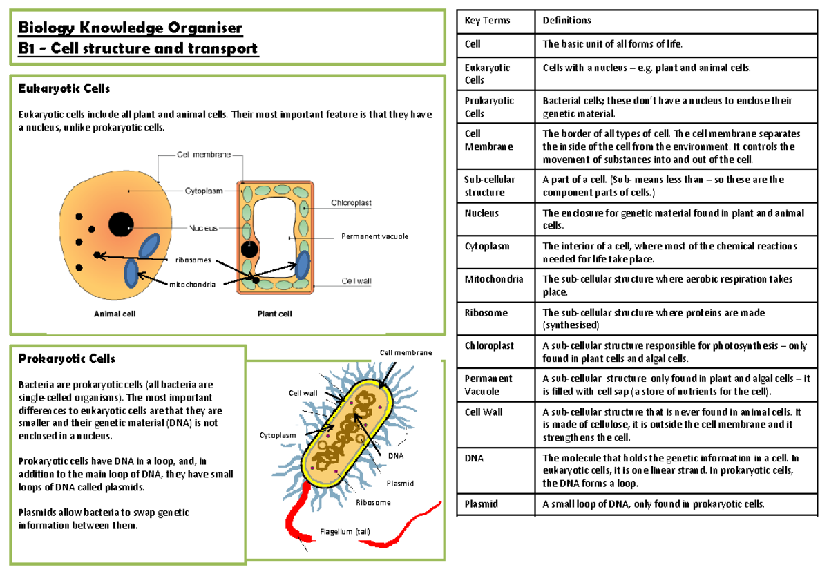 Gcse biology chemistry physics knowledge organisers - Biology Knowledge ...