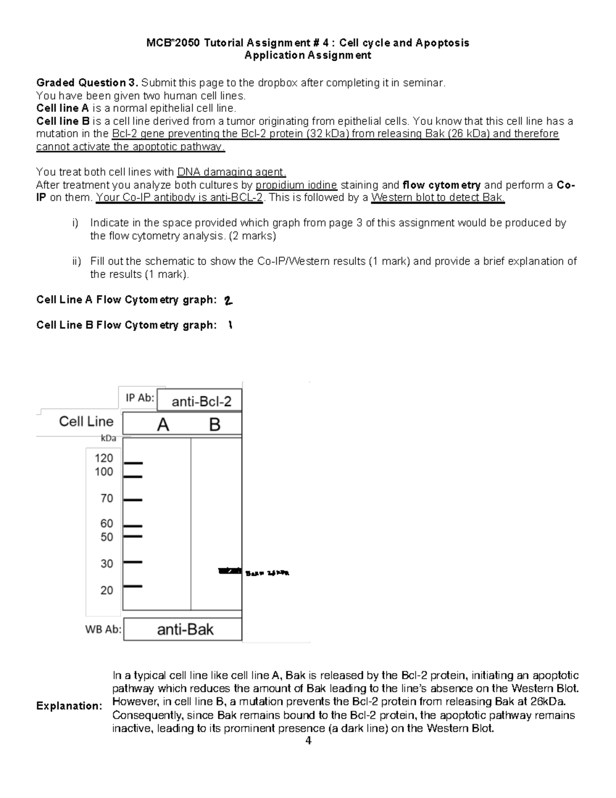 F23 Cell Cycle and Apoptosis Seminar 4 PDF - MCB*2050 Tutorial Assignment # 4 : Cell cycle and ...