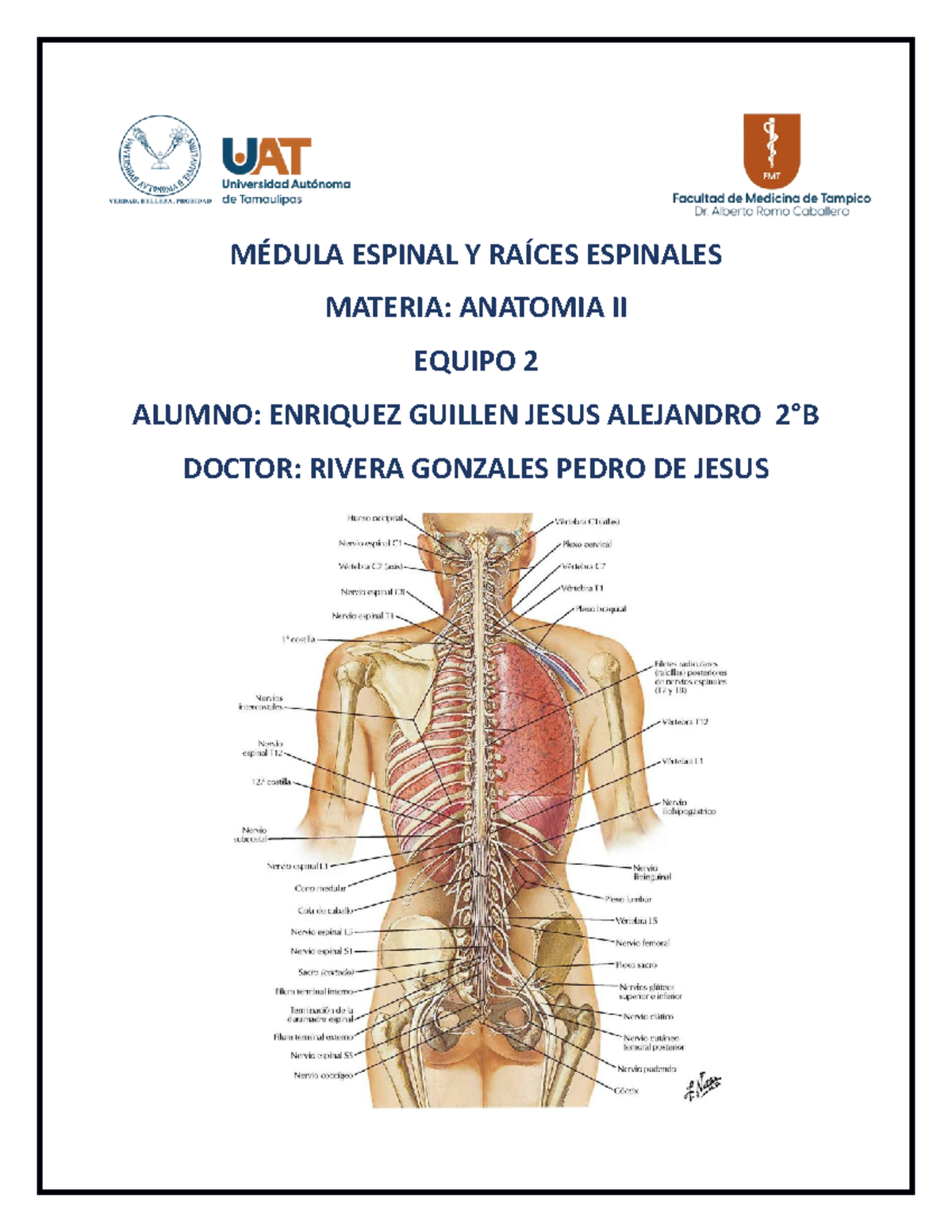 Diseccion Medula Espinal - MÉDULA ESPINAL Y RAÍCES ESPINALES MATERIA ...
