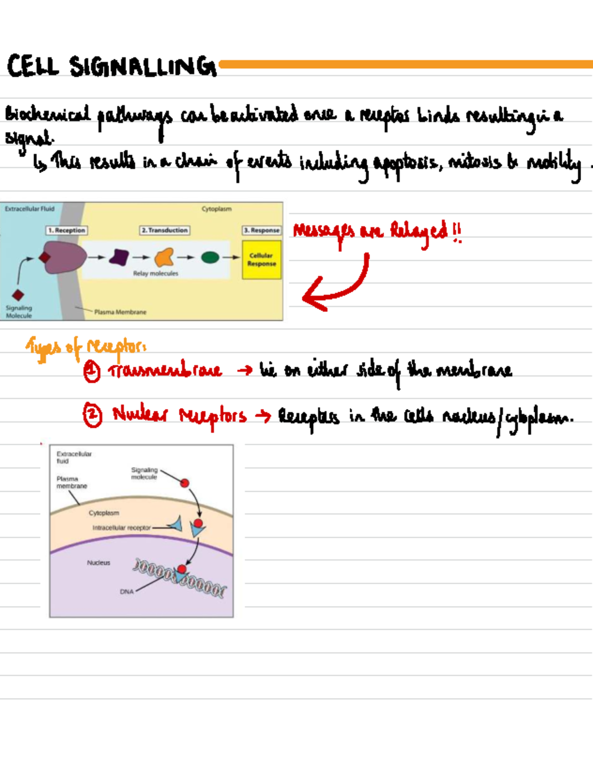 3 Cell Signalling Lecture Notes Cell Signalling Biochemical Pathways