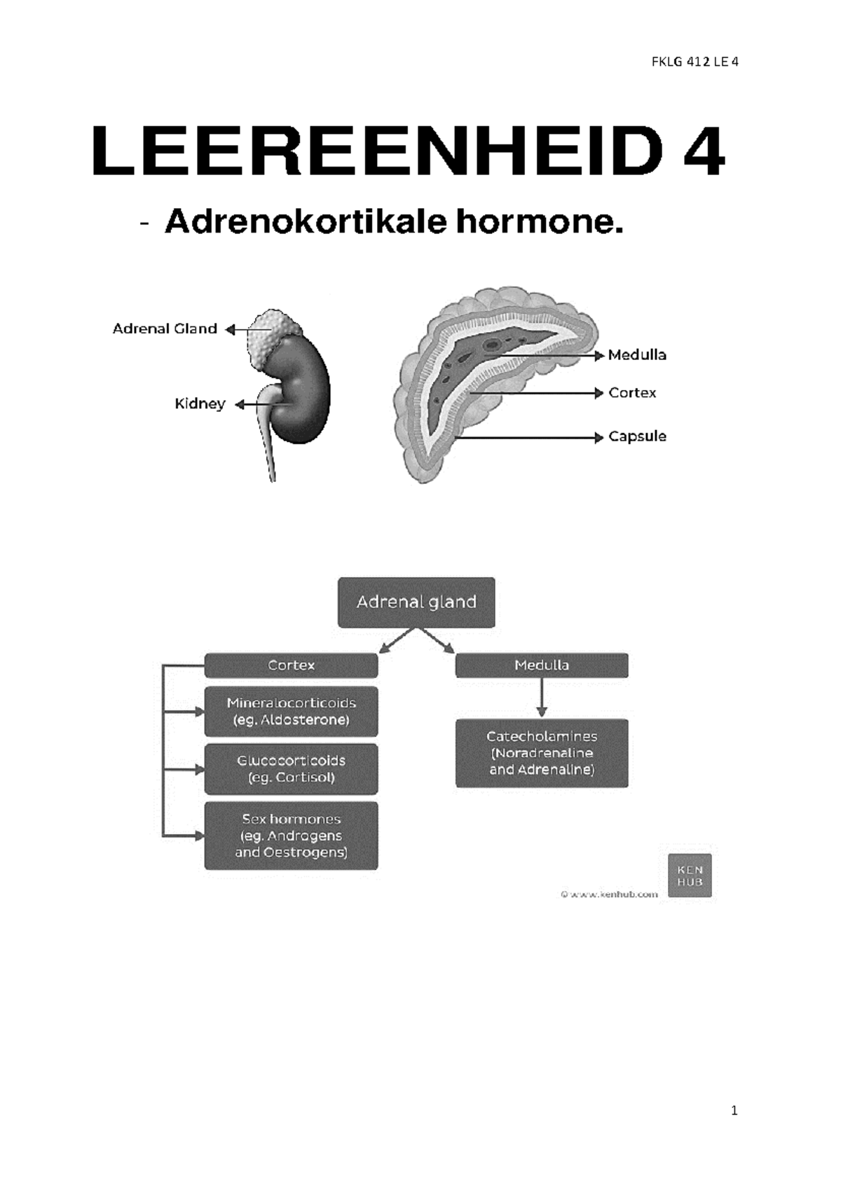 Subunit Four Hormones - LEEREENHEID 4 - Adrenokortikale hormone ...